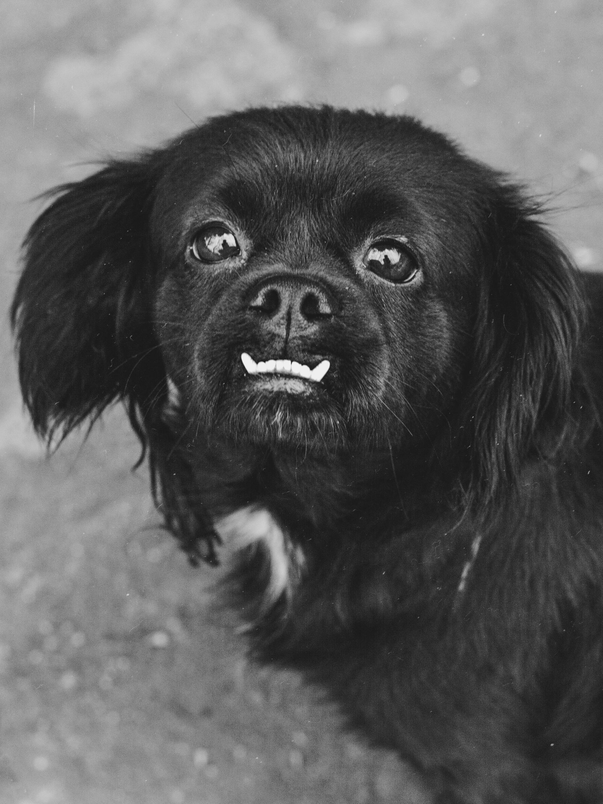 600,000+张最精彩的“Cholo-gangster-gang-member-with-pink-stuffed-teddy-bear ...