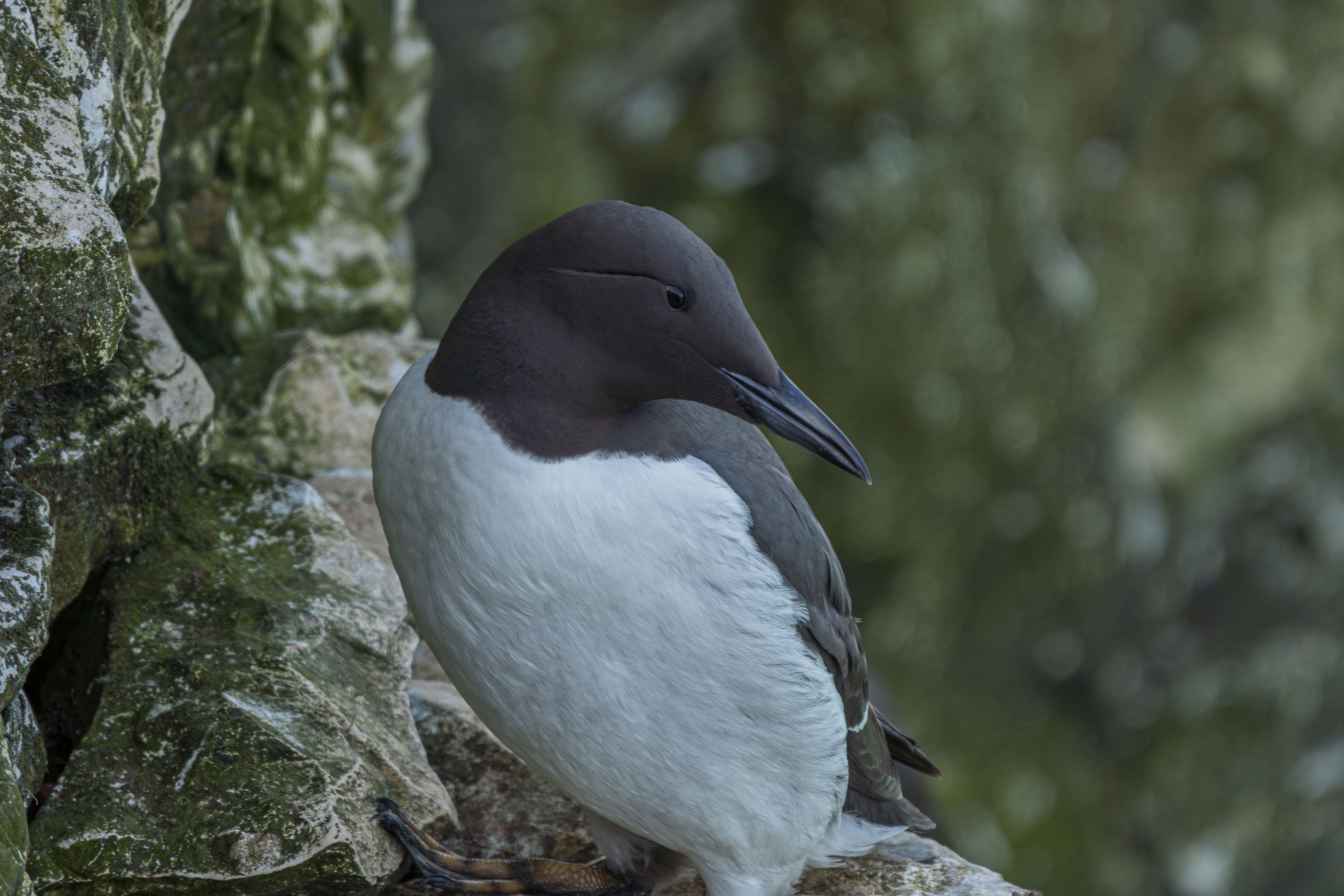 British Seabird Photos, Download The BEST Free British Seabird Stock ...