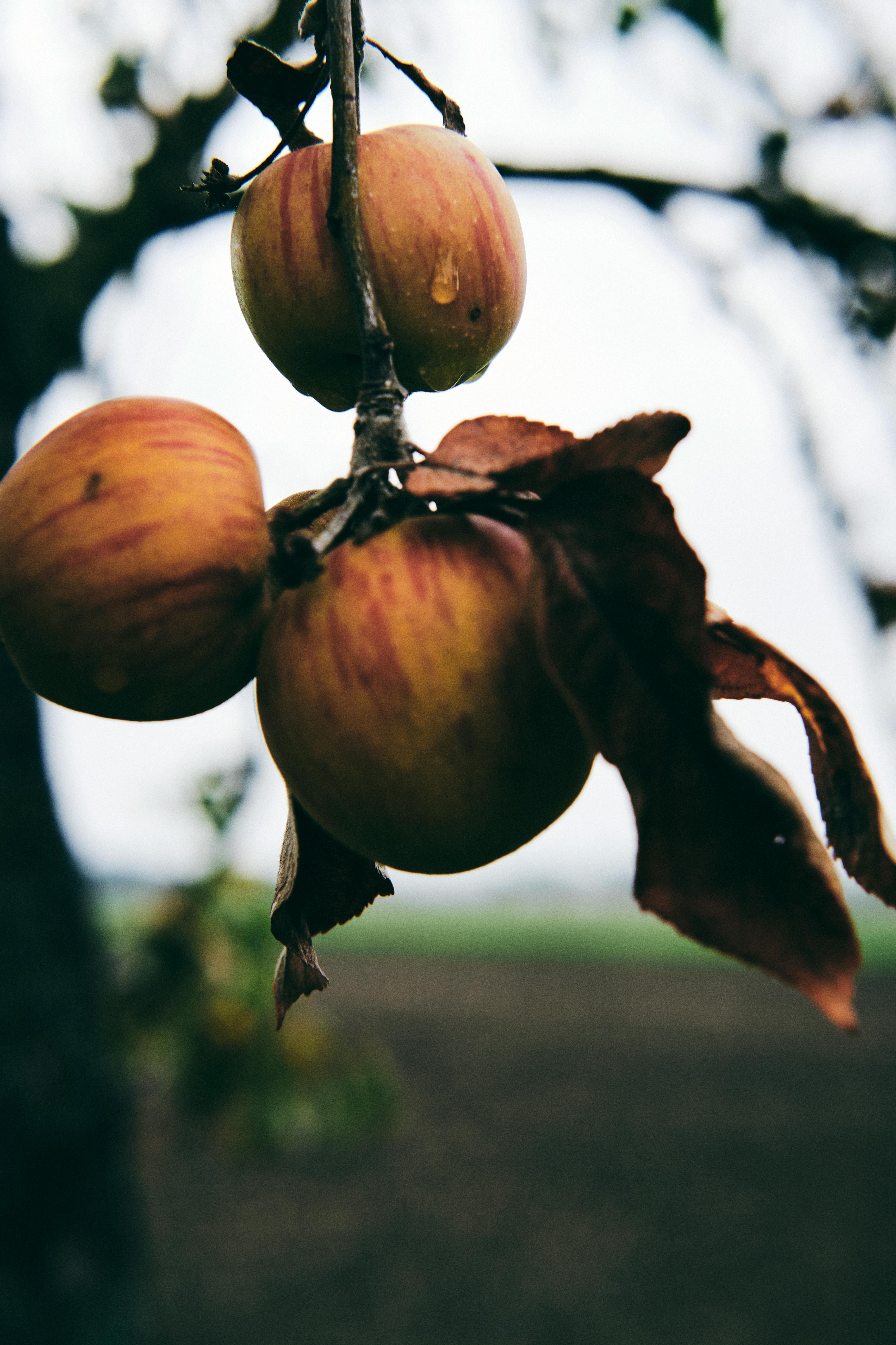 Apple Stalk Photos, Download The BEST Free Apple Stalk Stock Photos ...