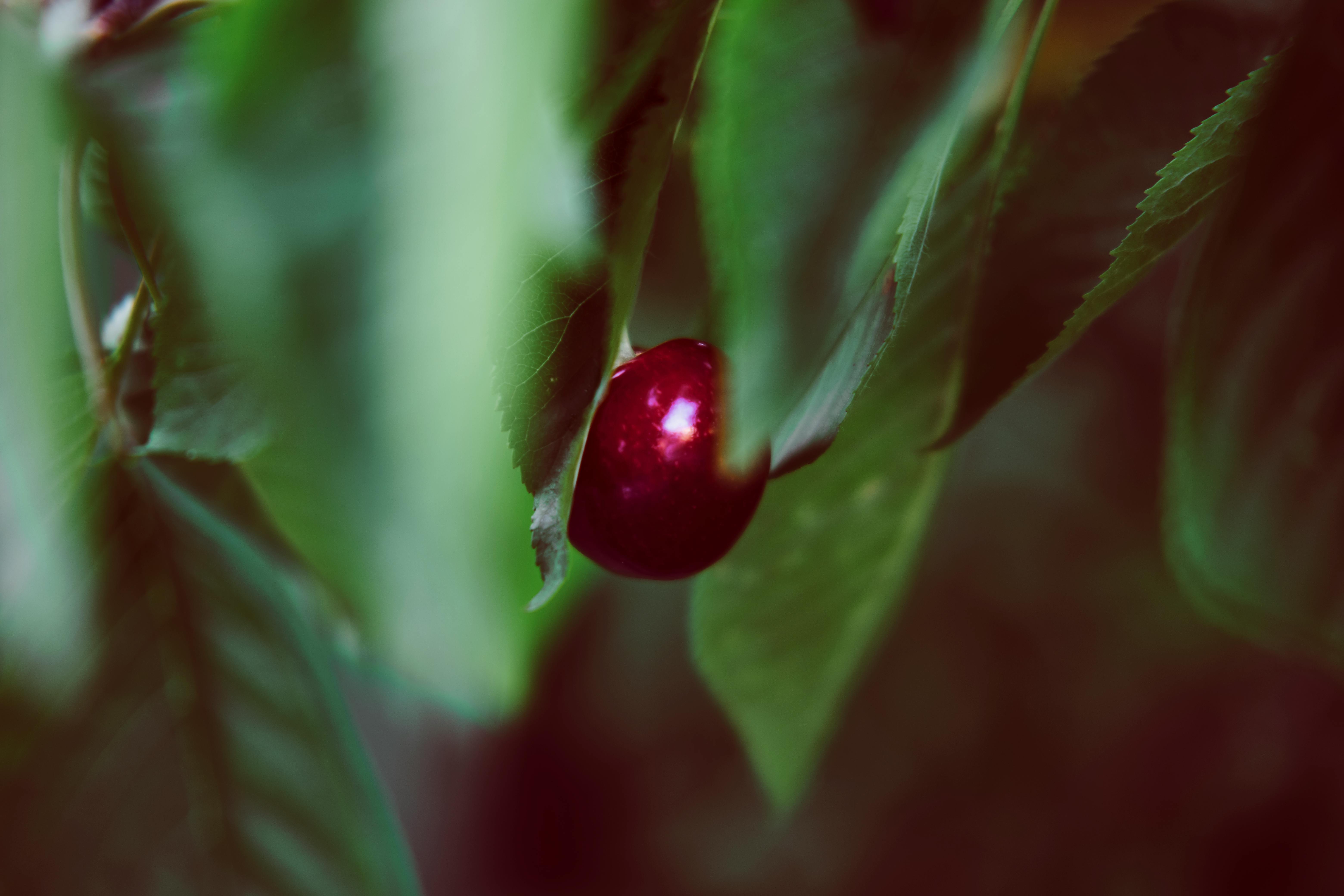 Close-Up Photo of Cherry · Free Stock Photo