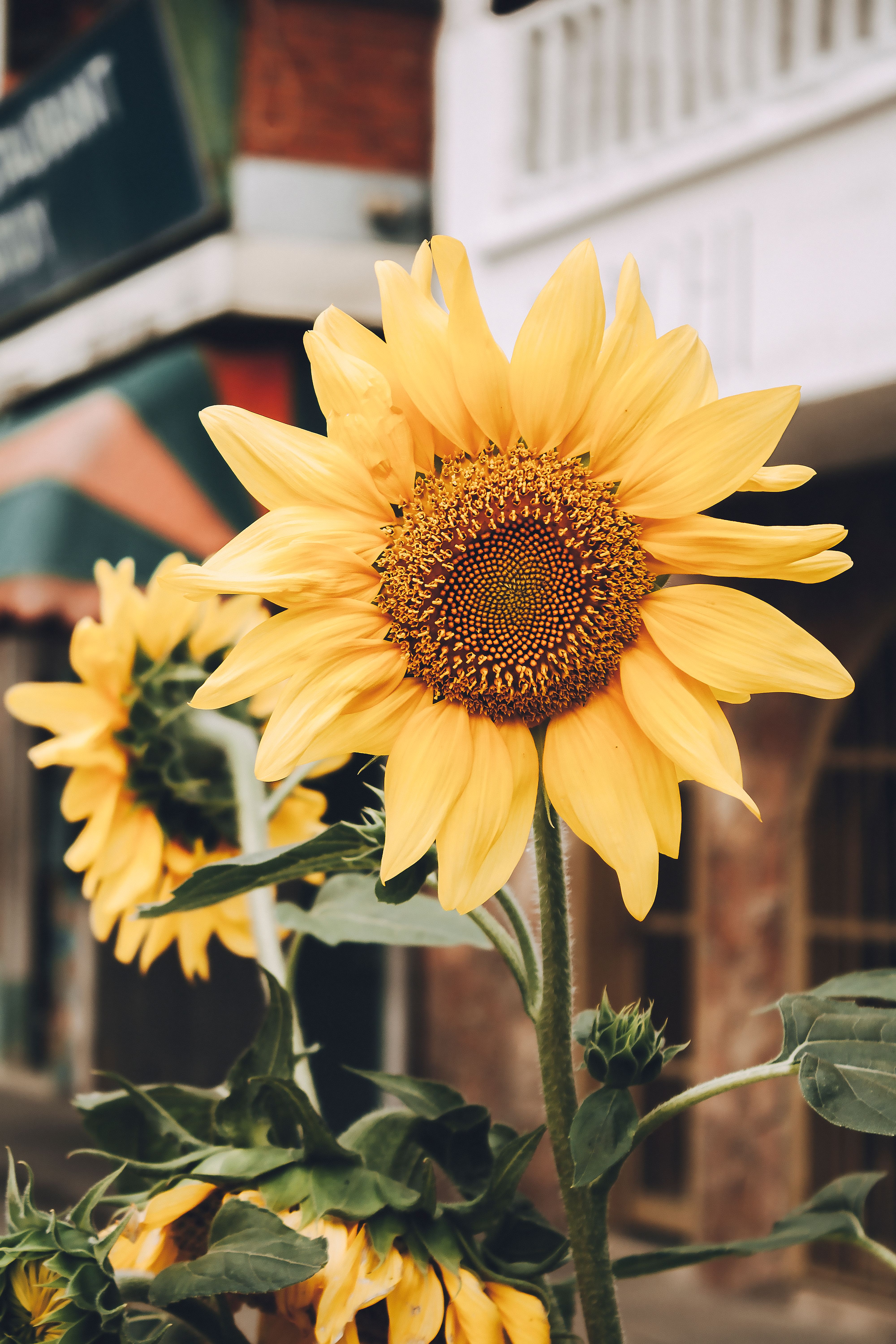 Vibrant Sunflower Bloom in Urban Setting · Free Stock Photo