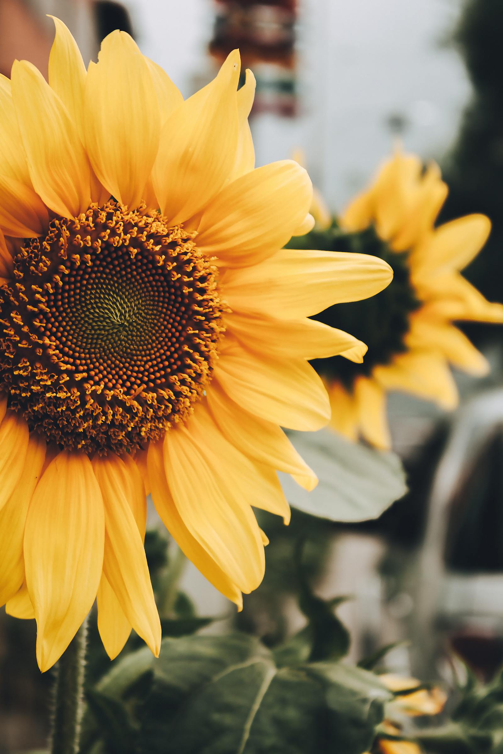 Gulab Flower Photos, Download The BEST Free Gulab Flower Stock Photos ...