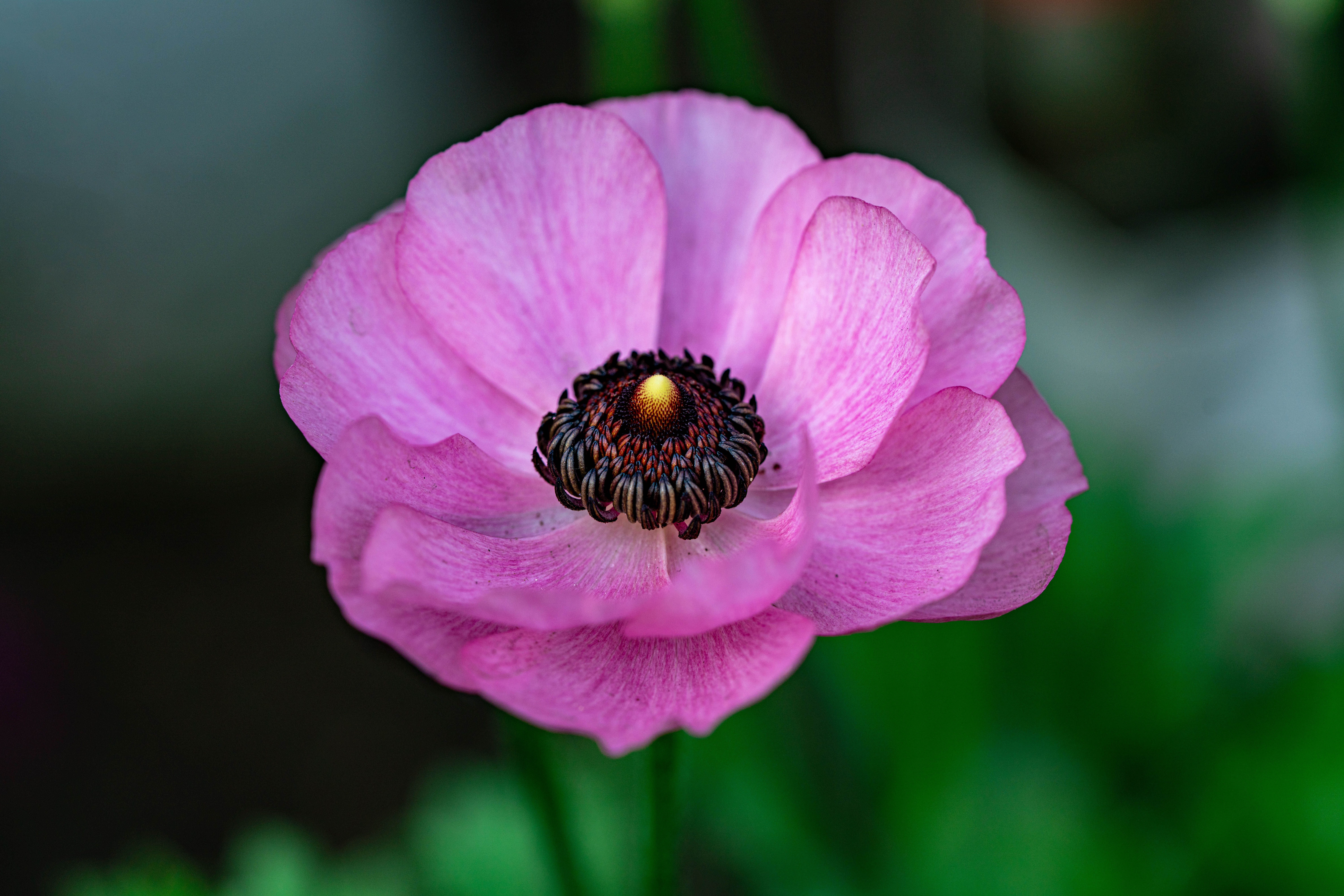Stunning Pink Ranunculus Flower Blooming · Free Stock Photo