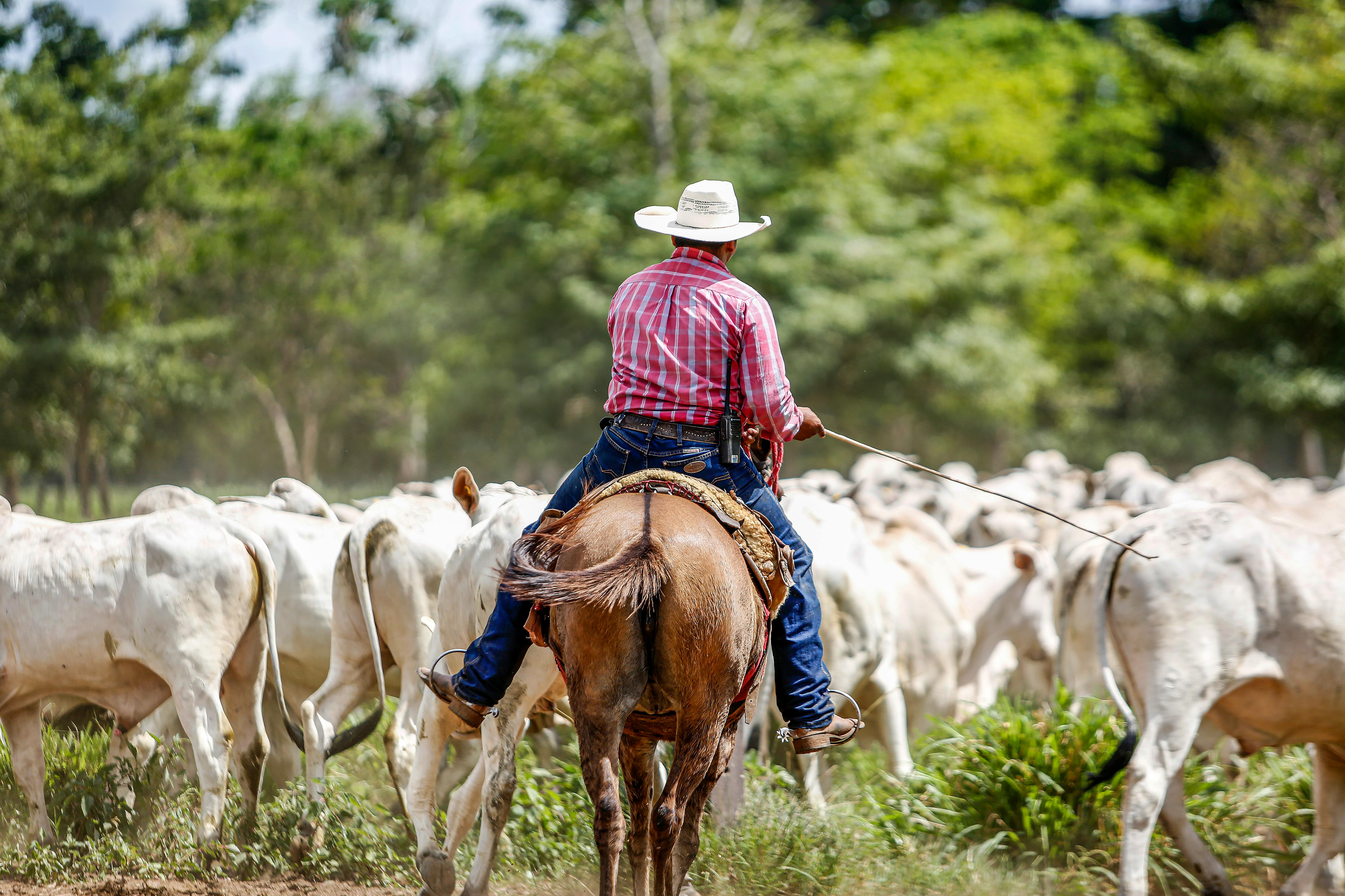 Cowboy Herding Cattle on Brazilian Ranch · Free Stock Photo