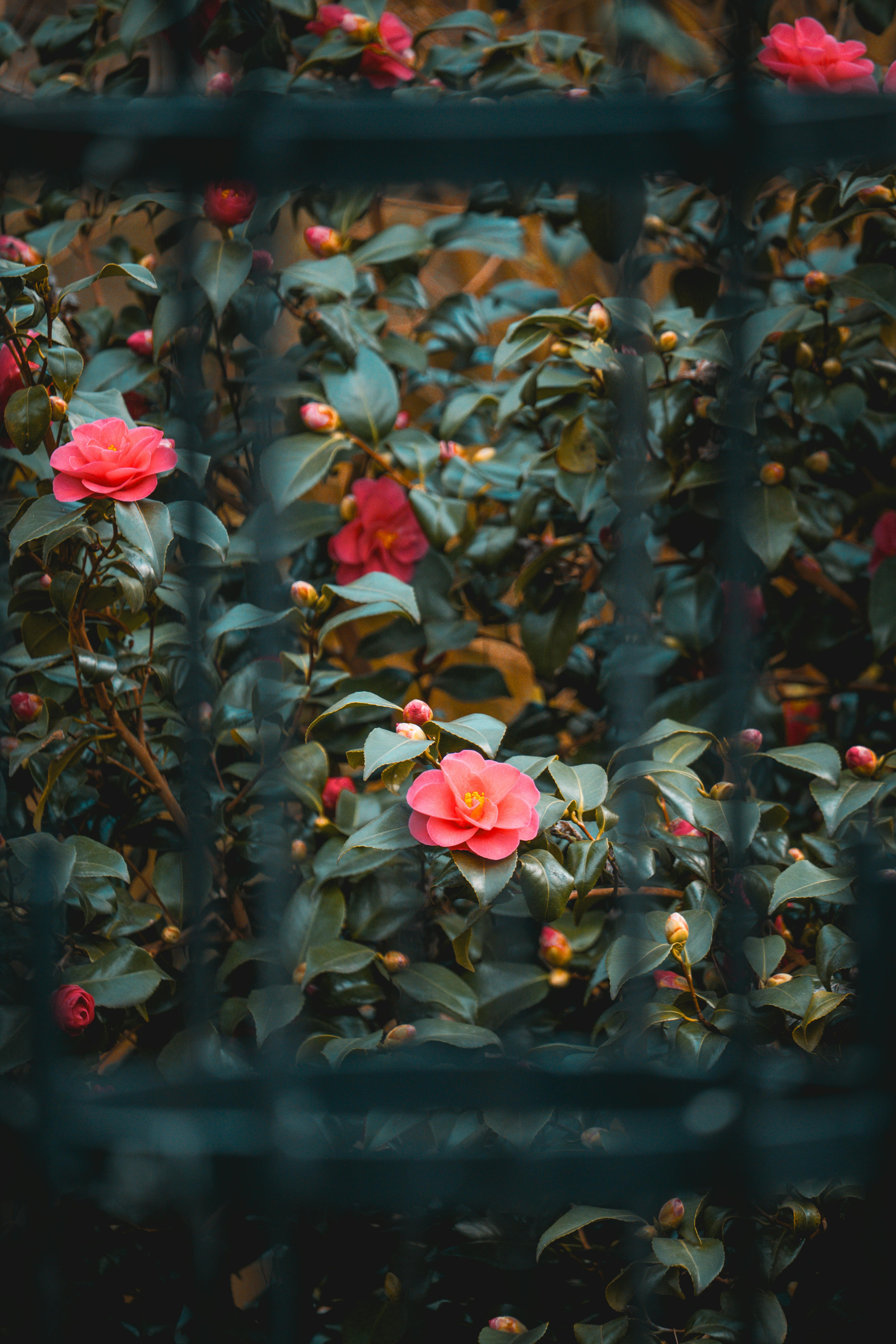 Vibrant Pink Camellias Behind Iron Fence · Free Stock Photo