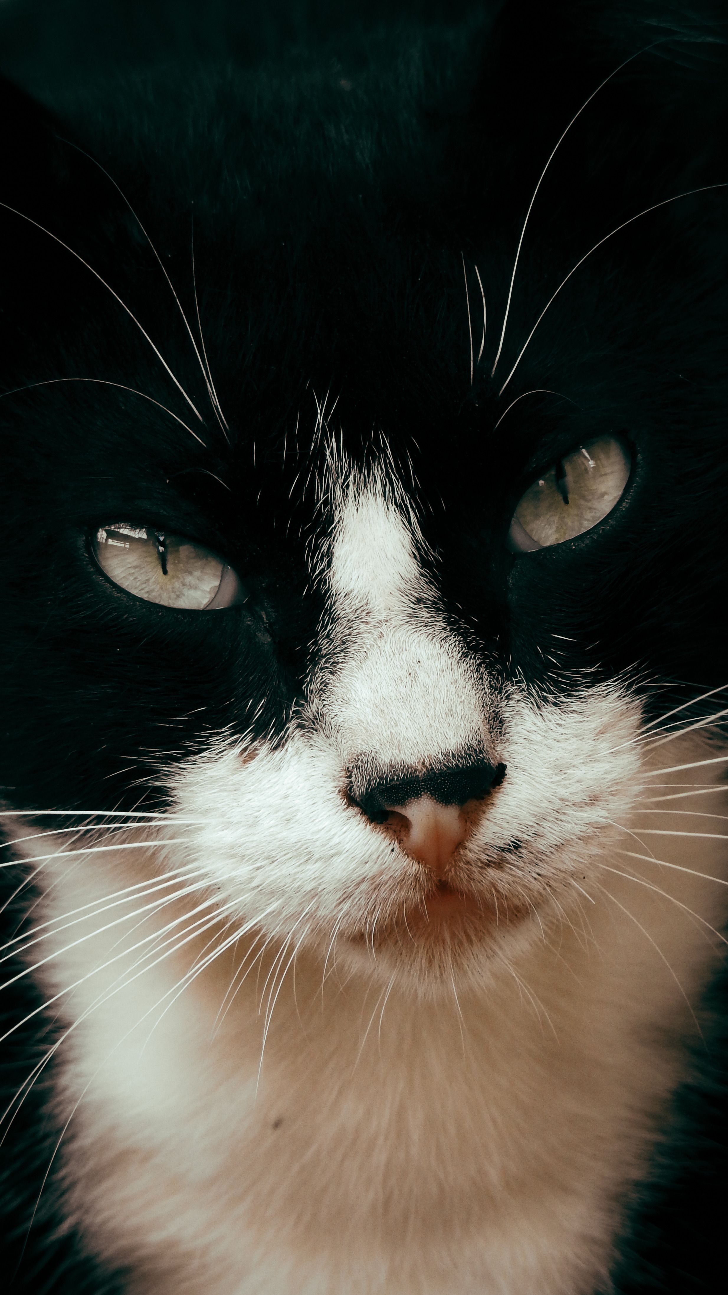Retrato Em Close Up De Um Gato Smoking Com Bigodes · Foto profissional ...
