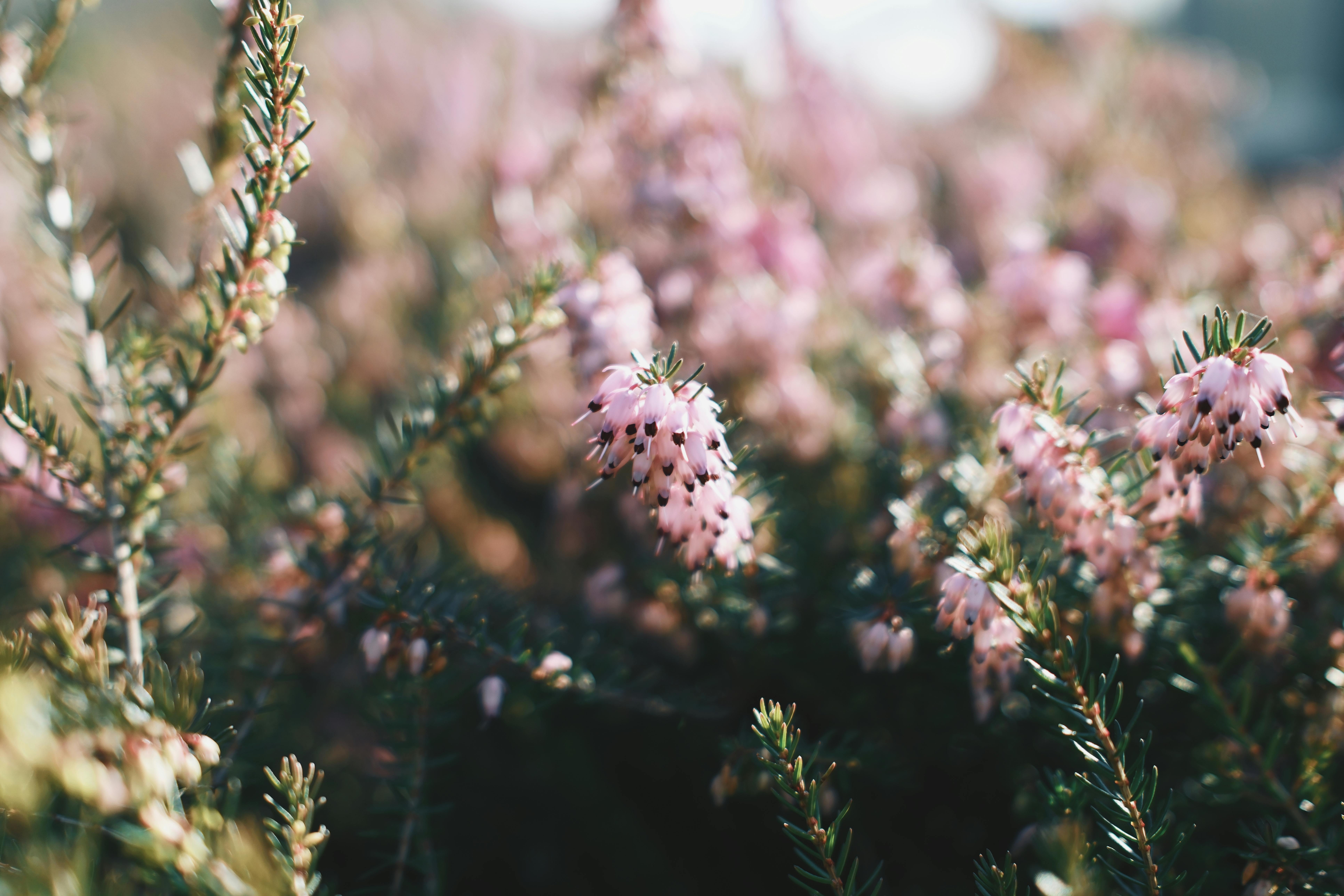 Erica Leaves Photos, Download The BEST Free Erica Leaves Stock Photos ...