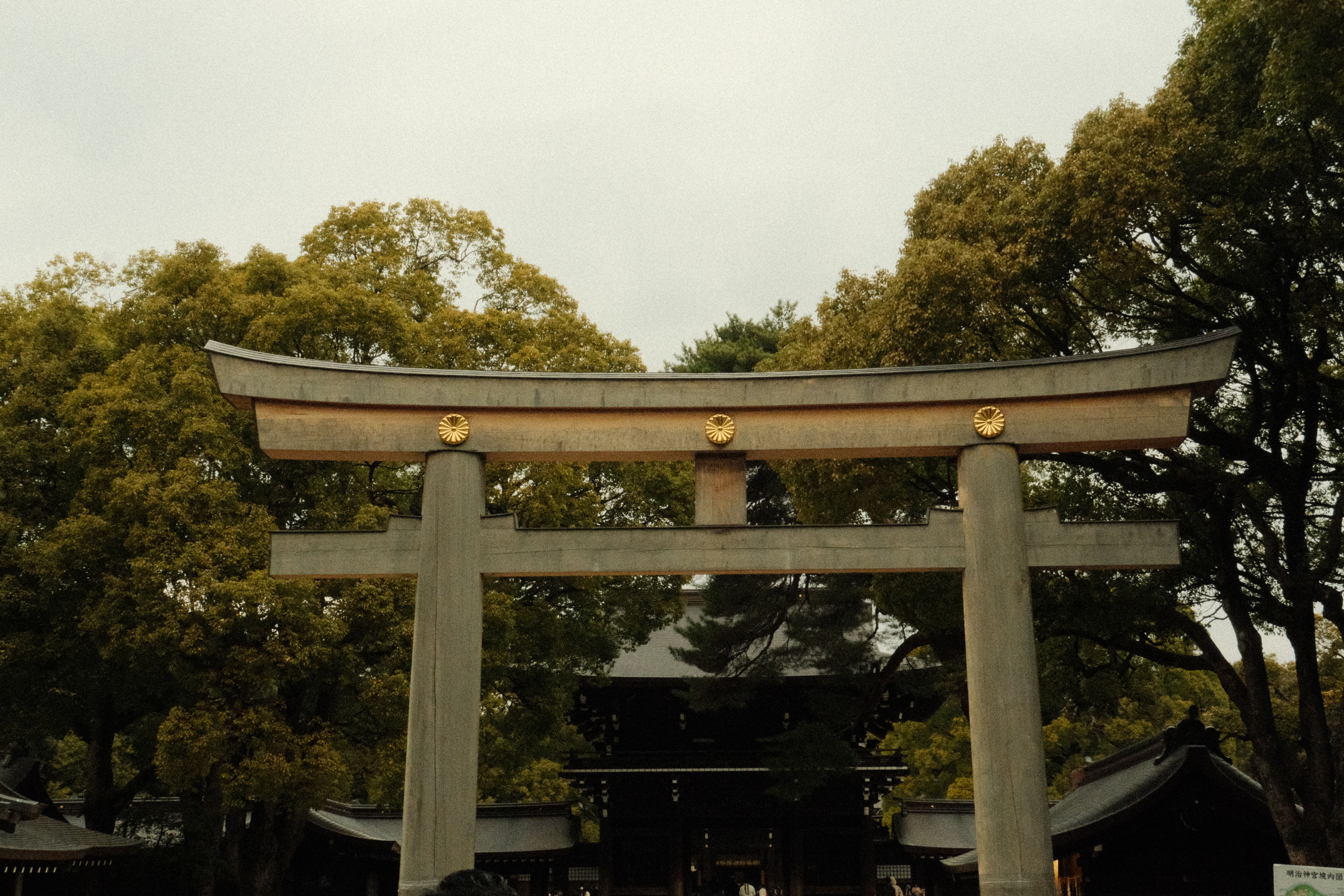 Traditional Japanese Torii Gate in Lush Forest · Free Stock Photo