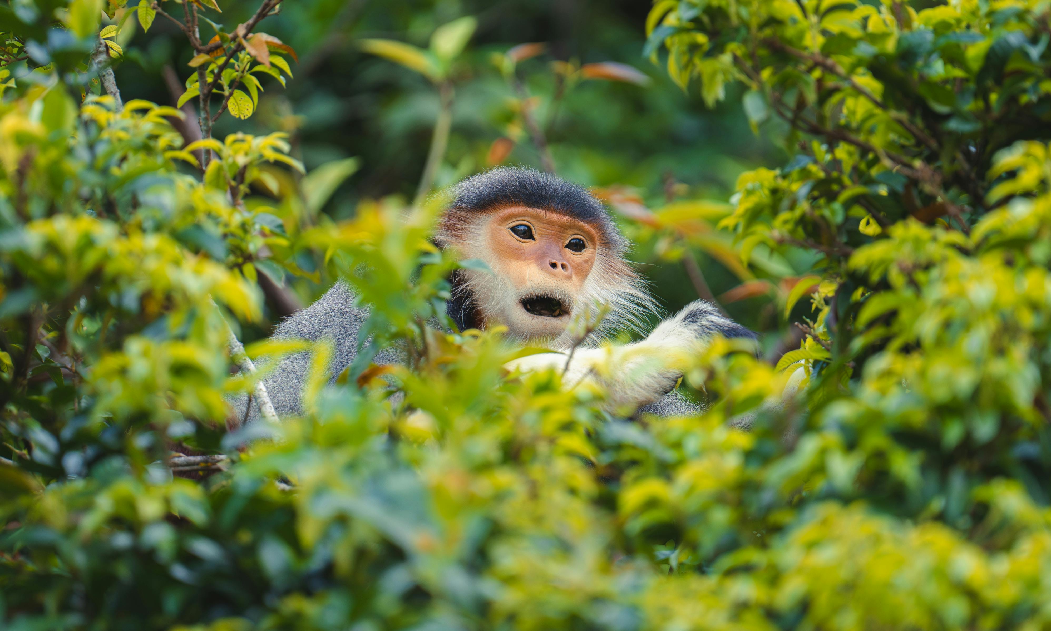 Red-shanked Douc Monkey in Lush Jungle Habitat · Free Stock Photo