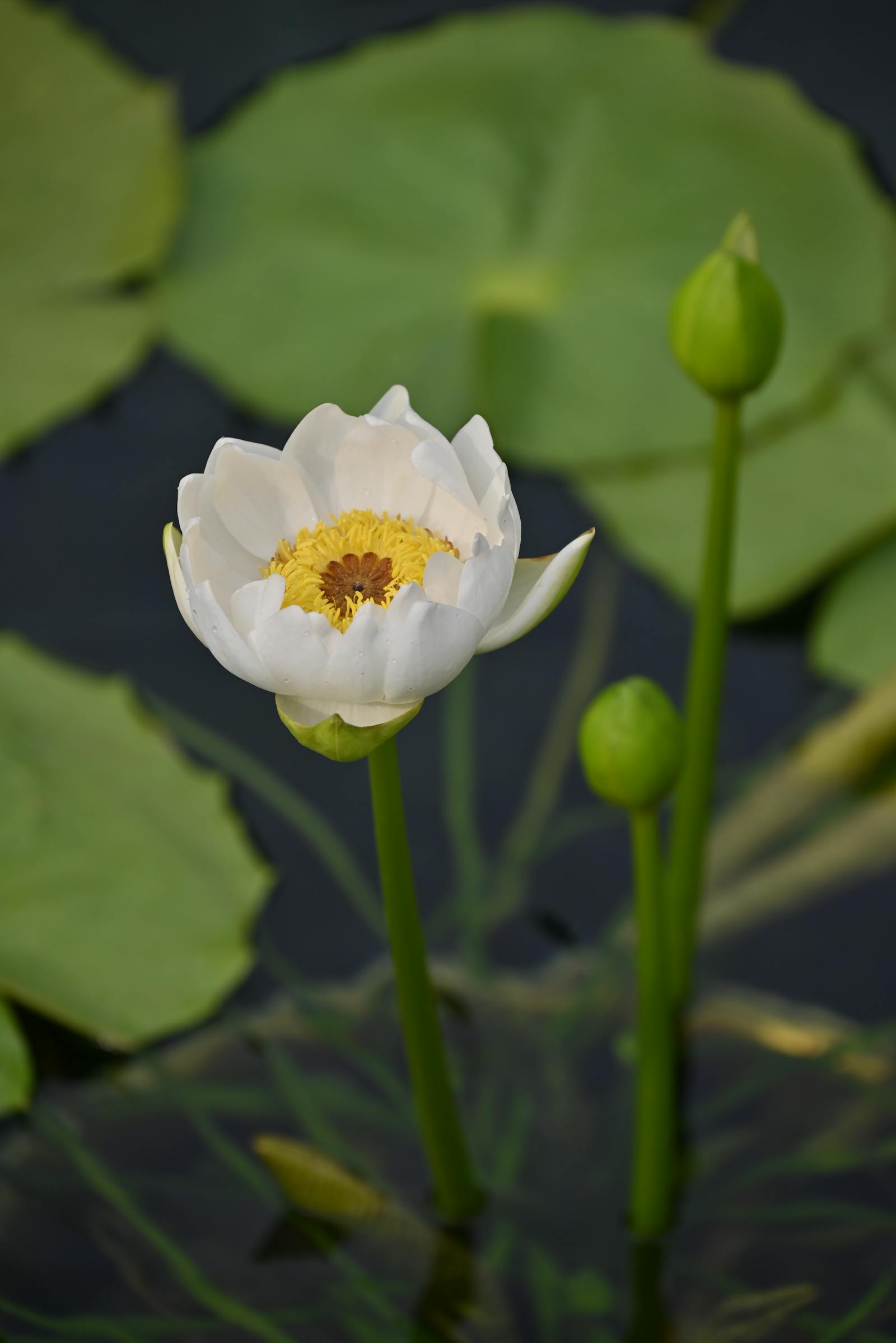 White Lotus Photos, Download The BEST Free White Lotus Stock Photos ...