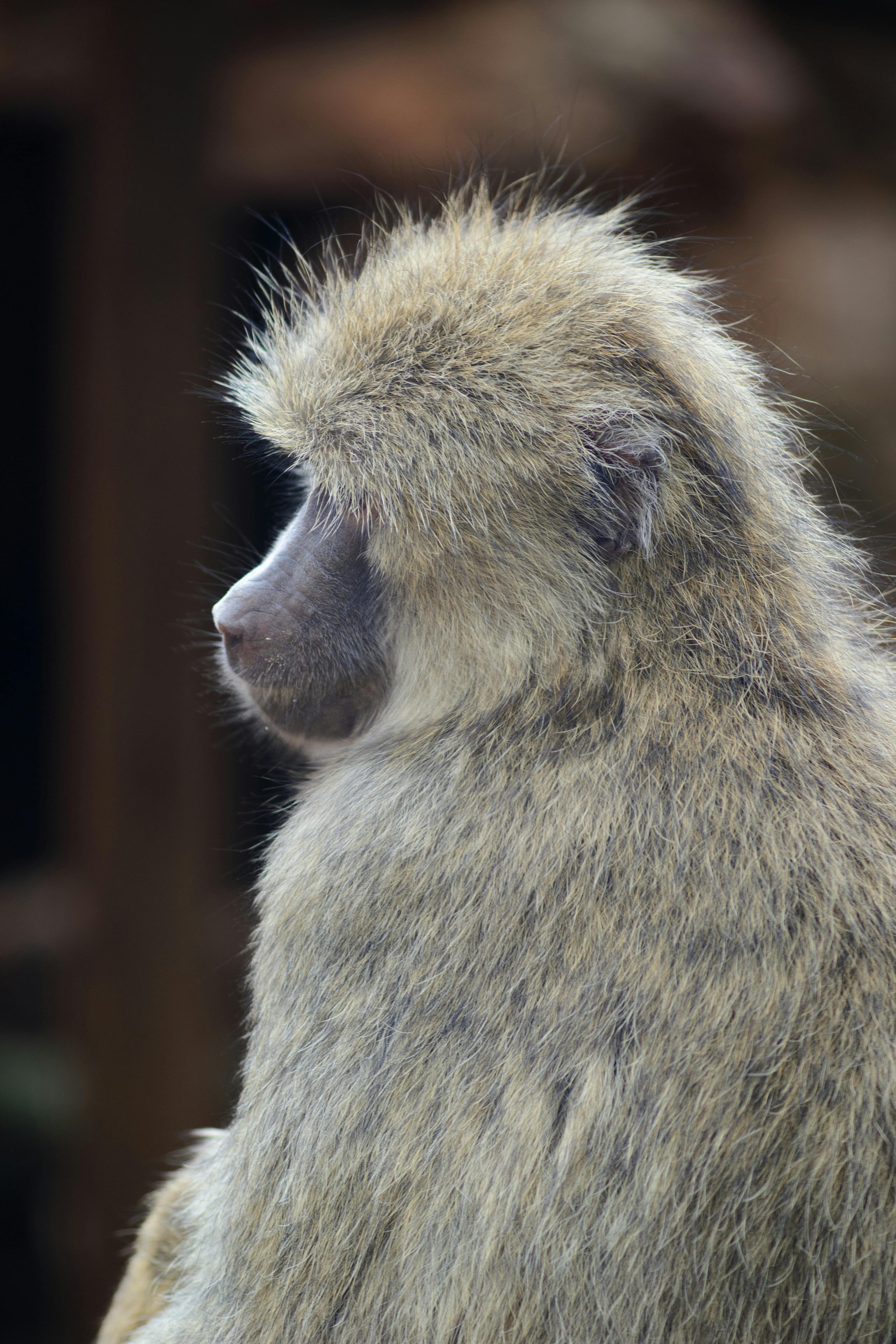 Side Profile of a Baboon in South Africa · Free Stock Photo