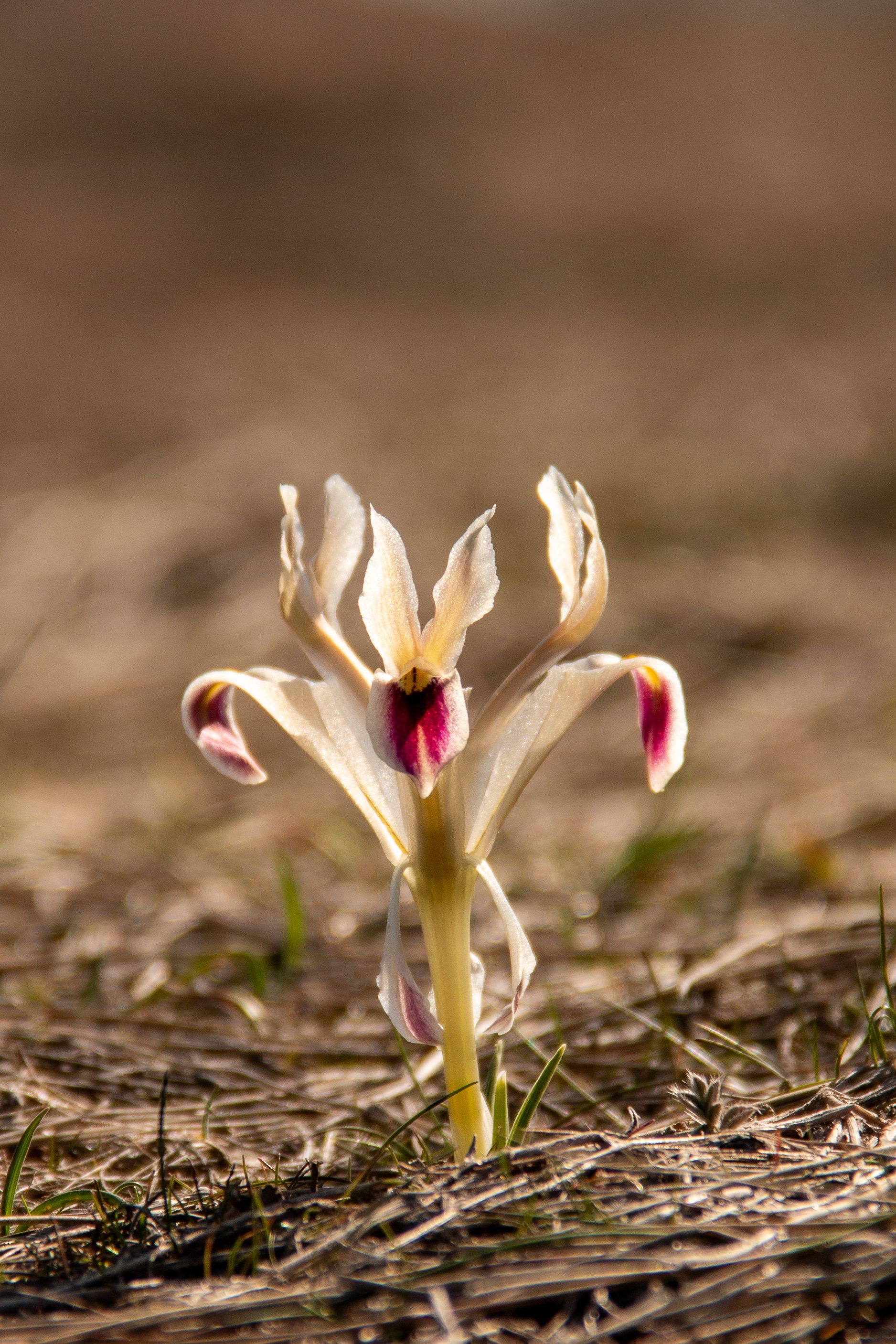 Wild Iris Blossom in Turkish Spring Landscape · Free Stock Photo