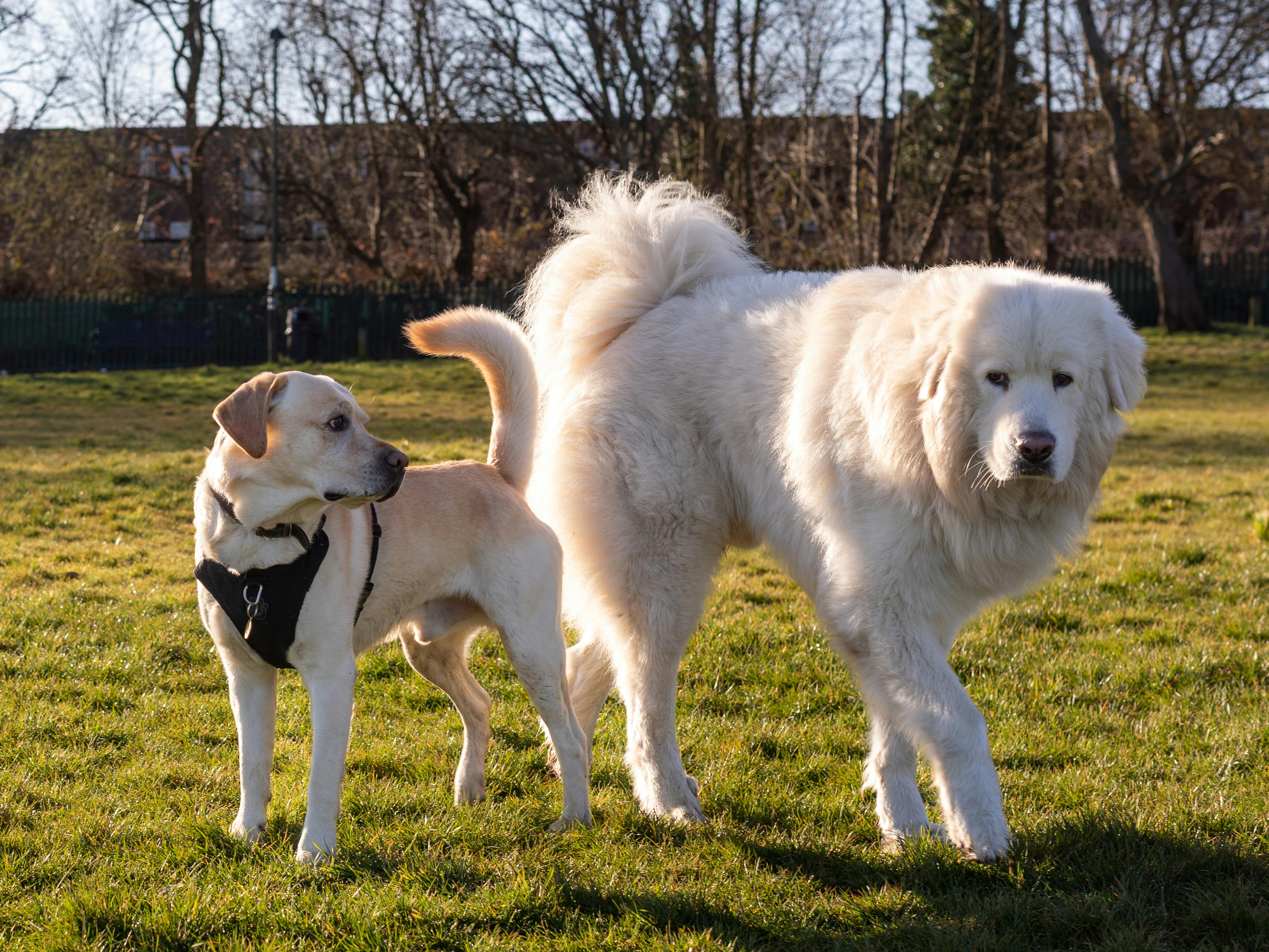 Labrador and Great Pyrenees in Sunny Park · Free Stock Photo