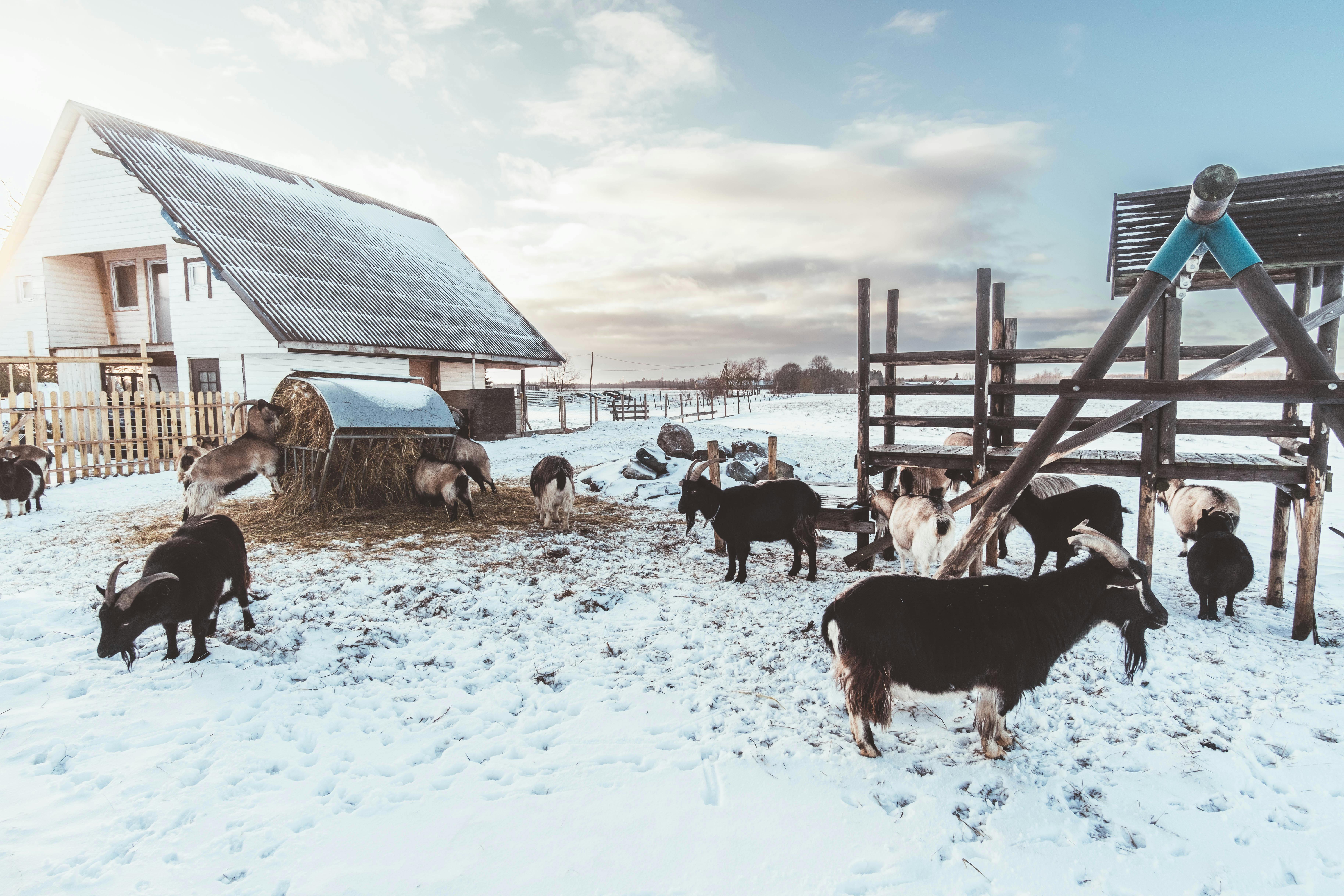 Winter Farm Scene with Snow and Goats in Estonia · Free Stock Photo