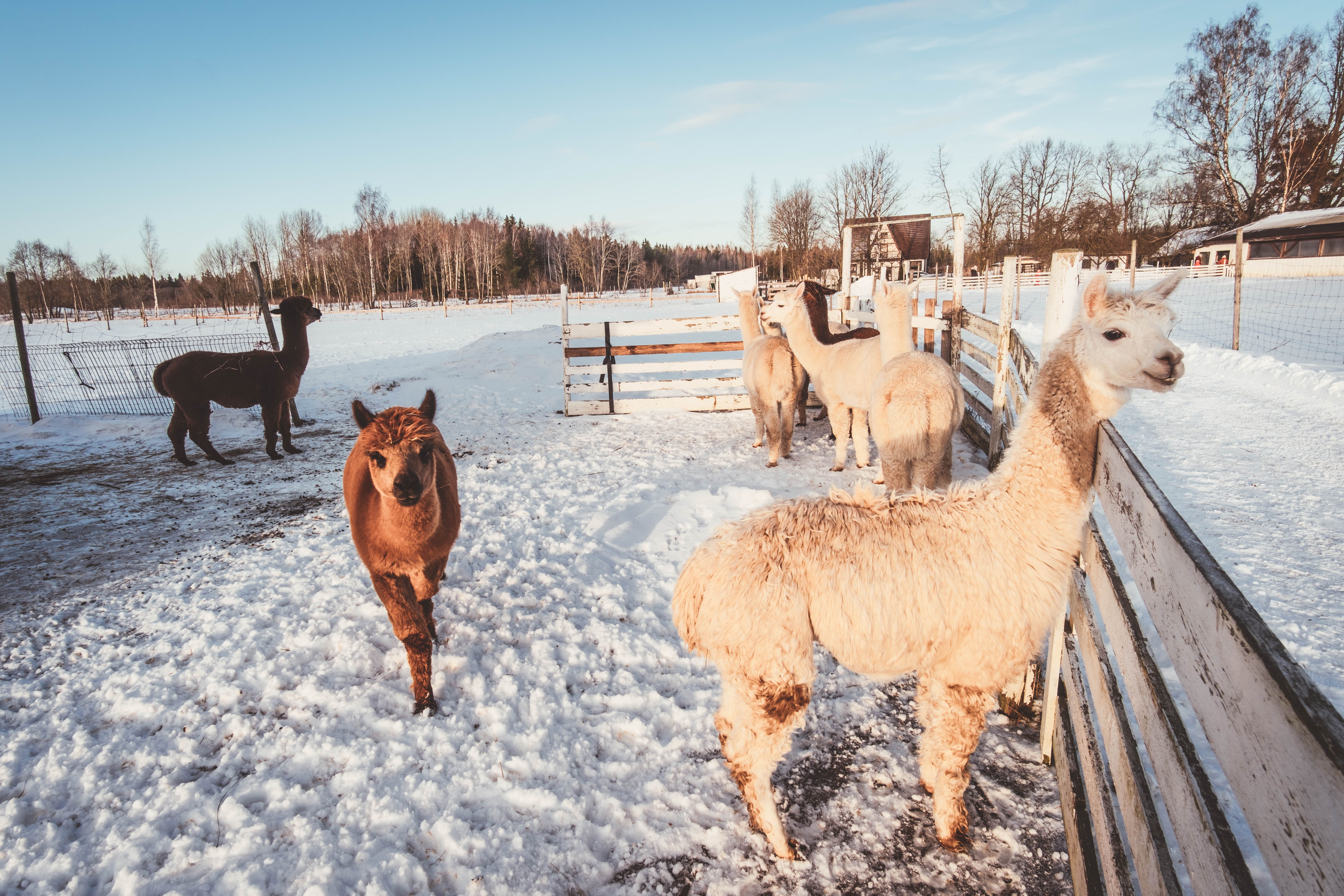 Charming Alpacas in a Snowy Estonian Farm · Free Stock Photo