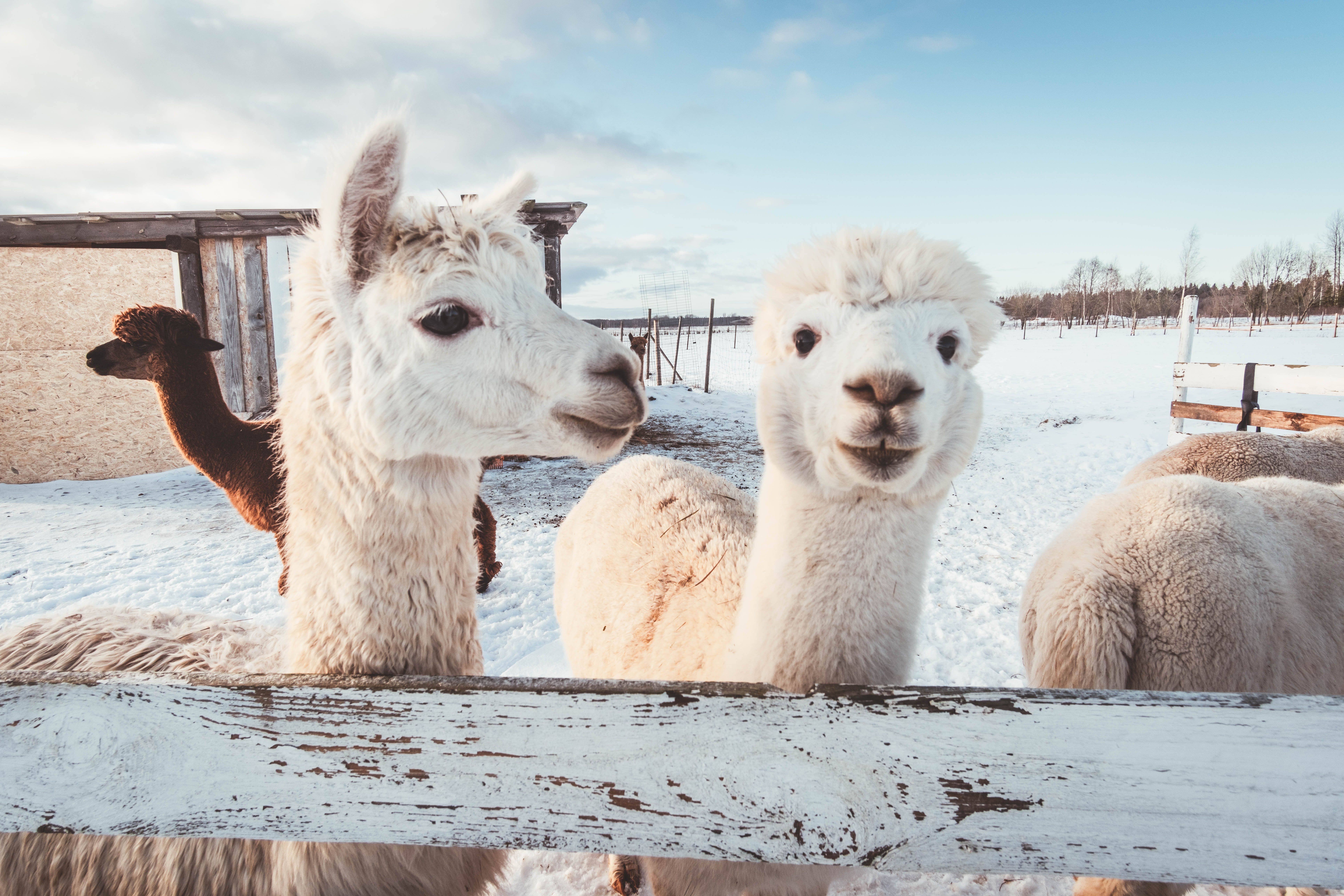 Adorable Alpacas on a Snowy Farm in Estonia · Free Stock Photo