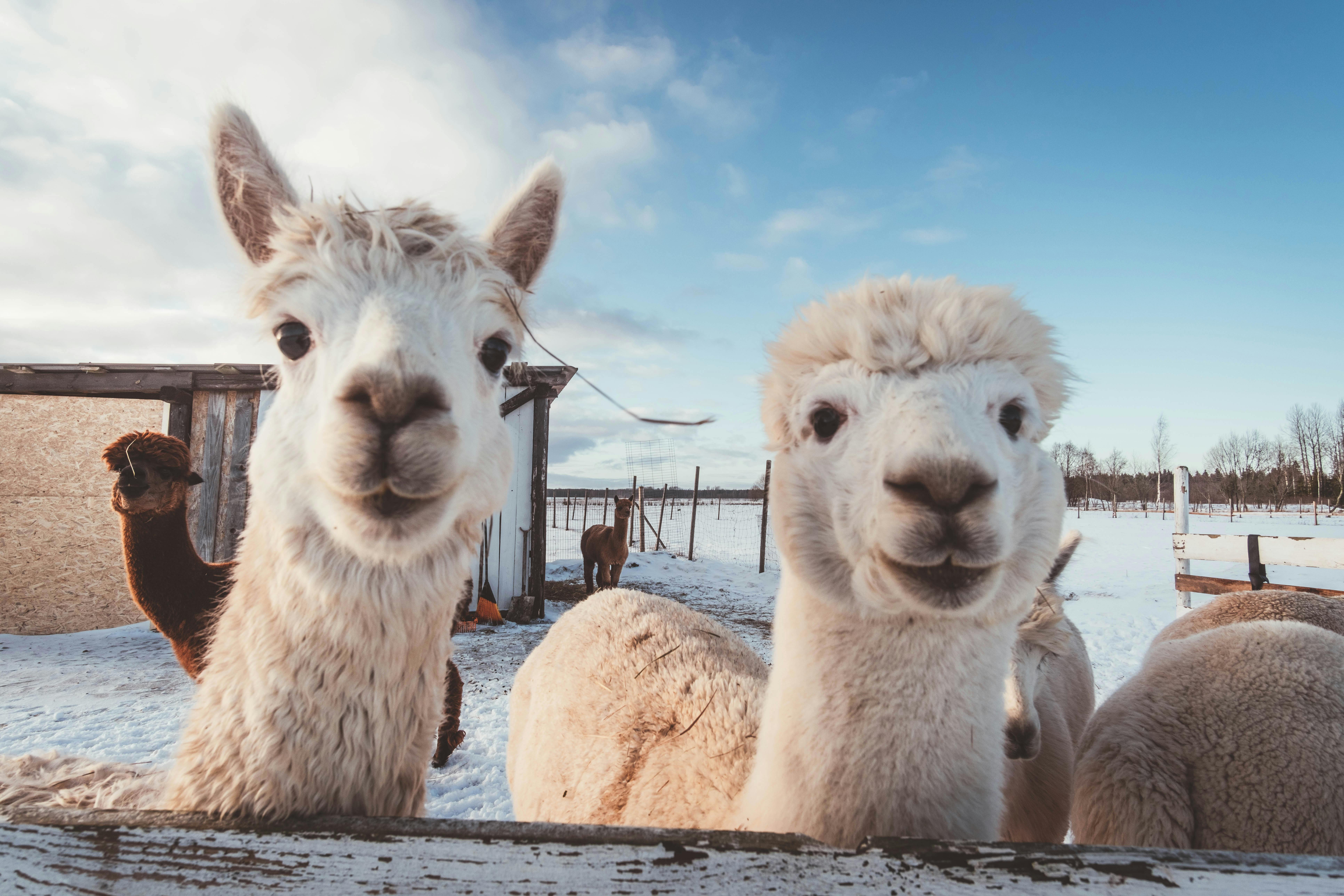 Adorable Alpacas in Snowy Estonian Farm · Free Stock Photo