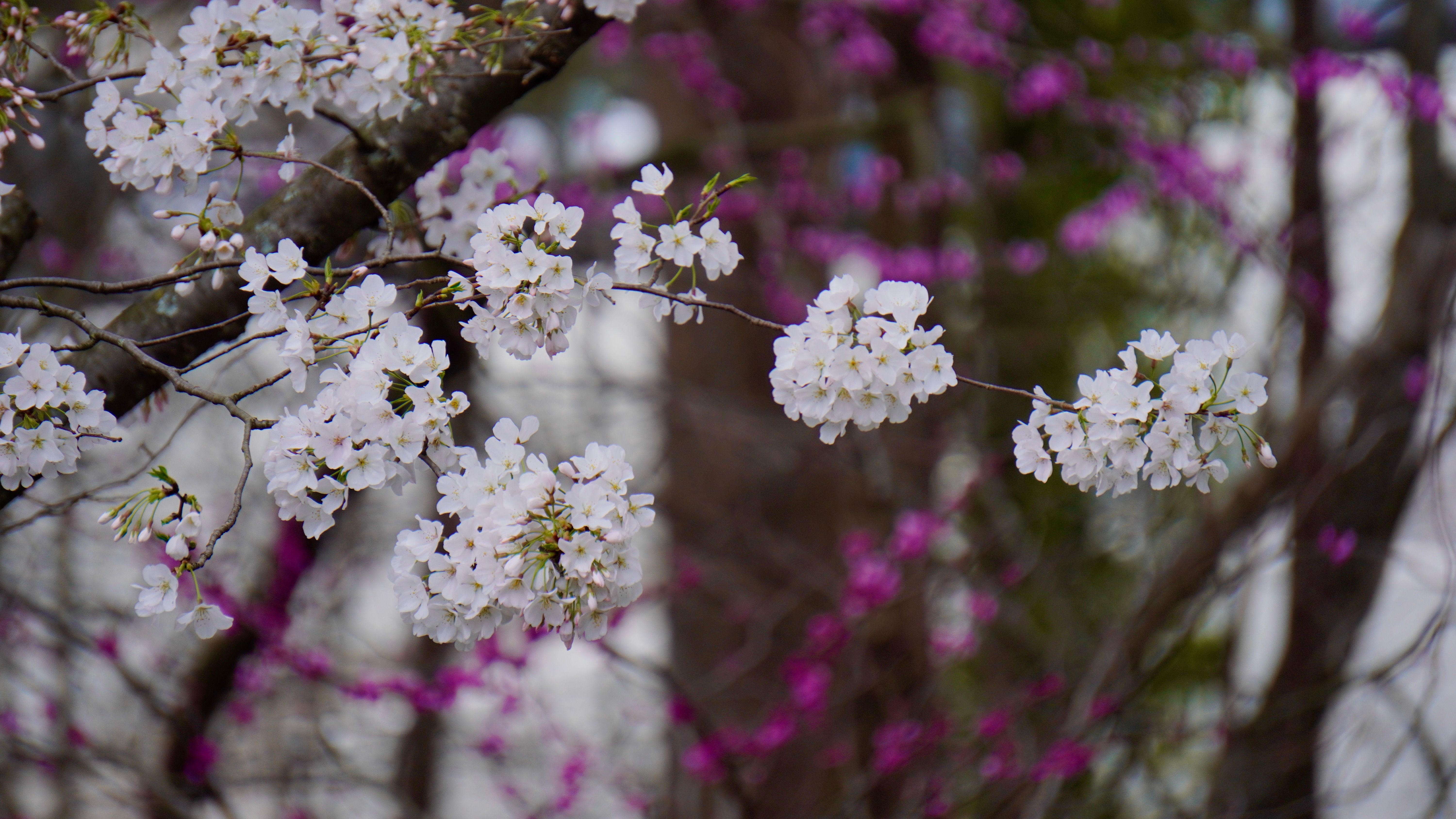 Beautiful Cherry Blossoms in Springtime · Free Stock Photo