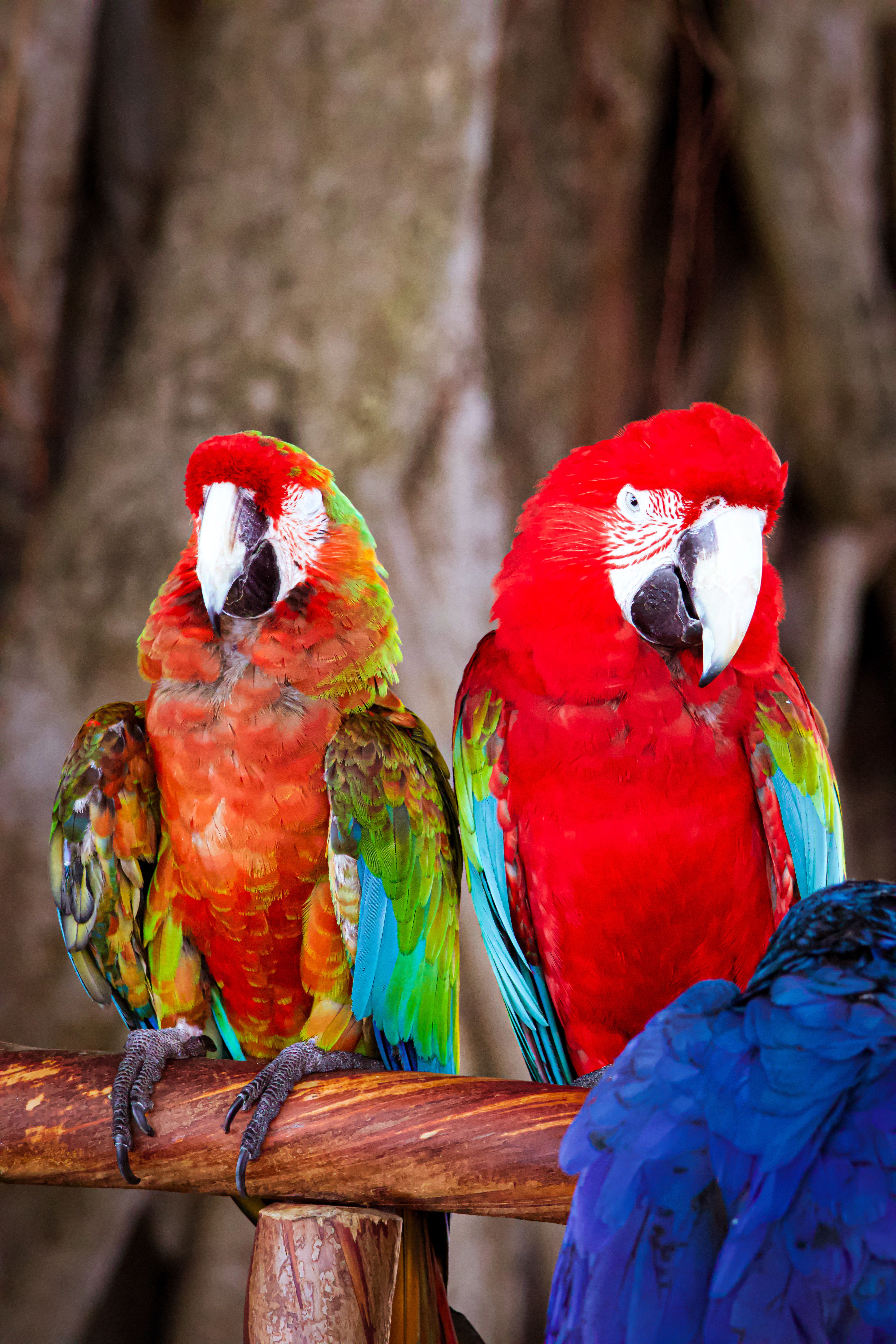 Vibrant Macaws in Miami's Natural Habitat · Free Stock Photo