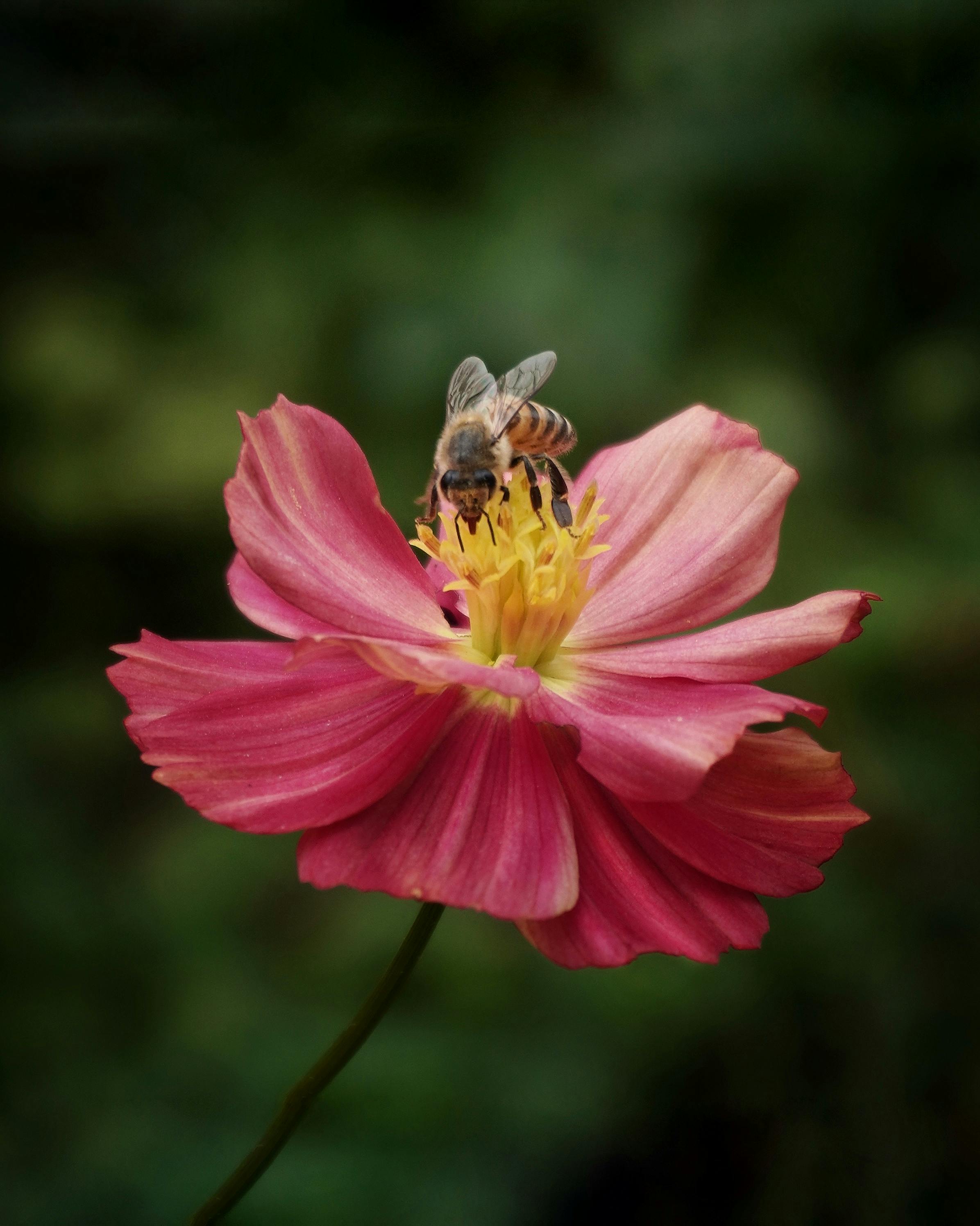 Bee Problem Photos, Download The BEST Free Bee Problem Stock Photos ...