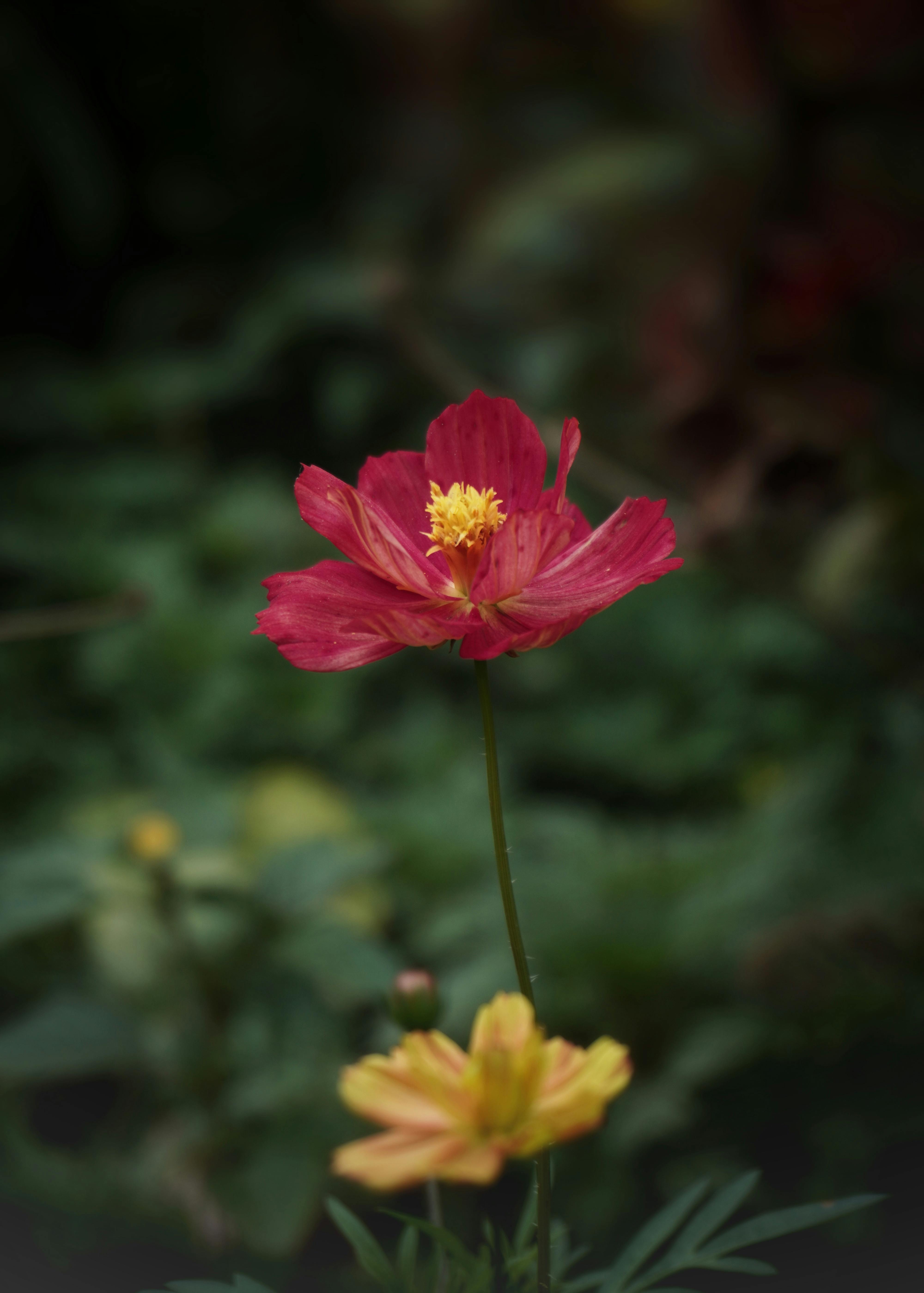 Vibrant Red and Yellow Cosmos Flower in Bloom · Free Stock Photo