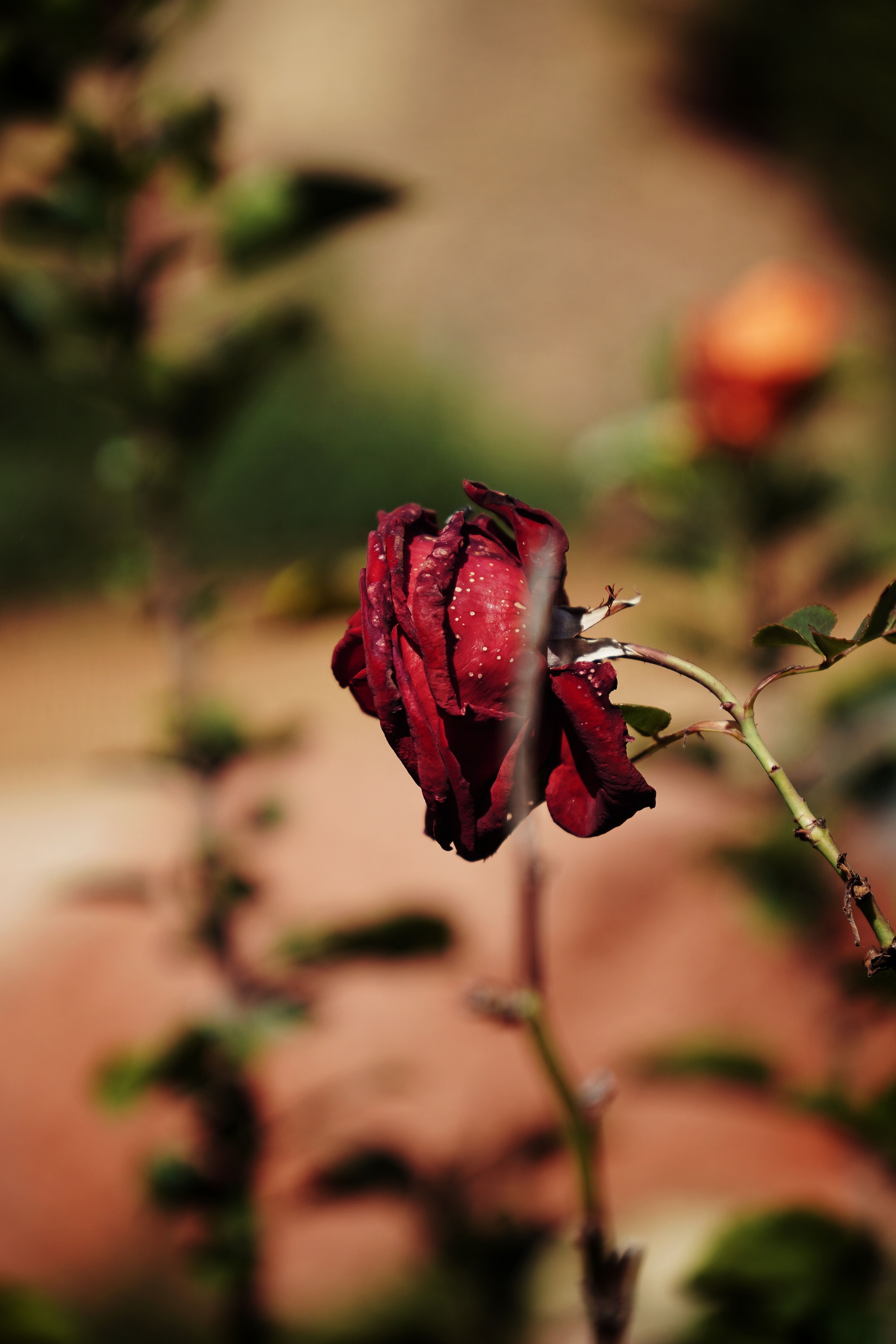 Close-Up of Dew-Kissed Red Rose in Bloom · Free Stock Photo