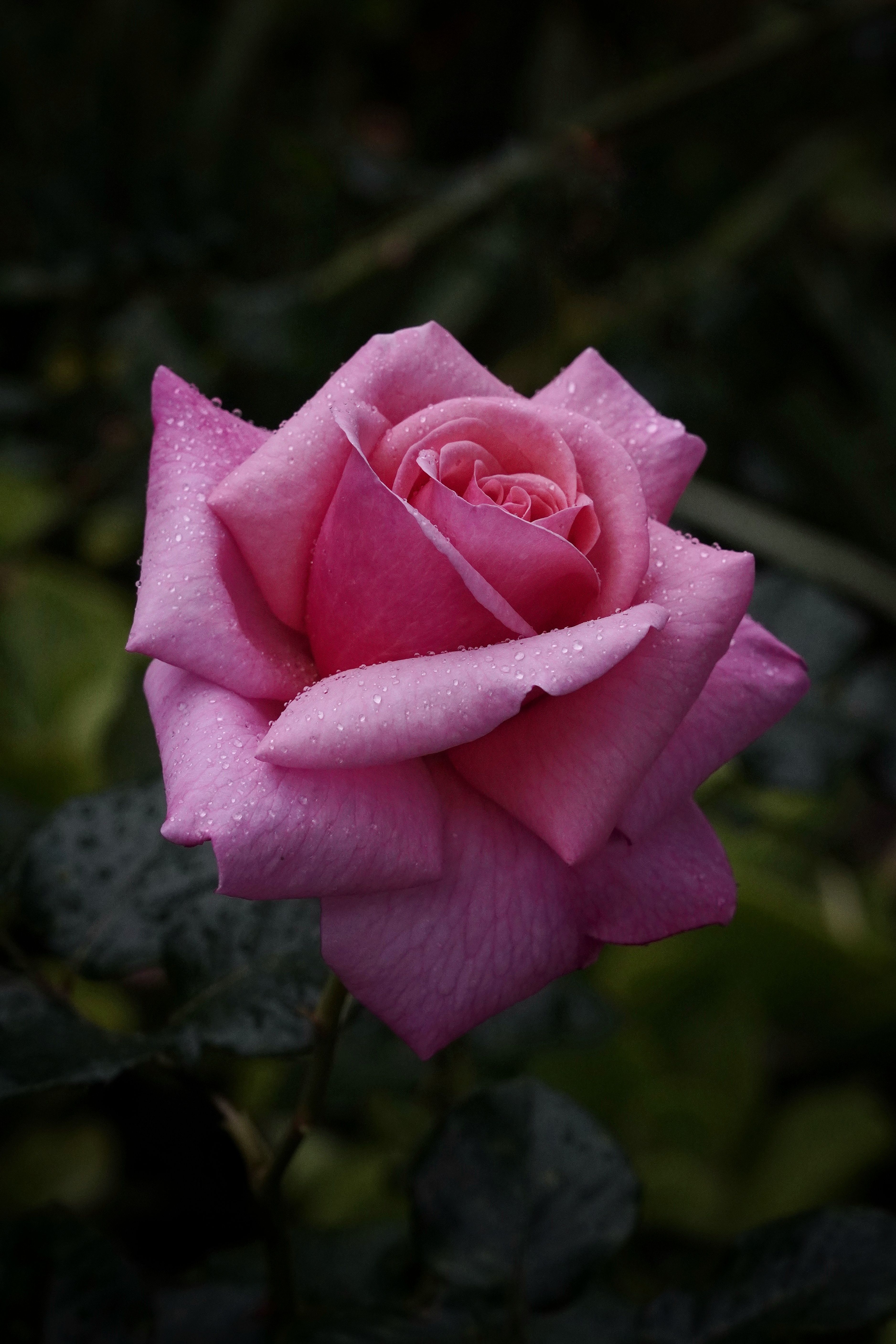 Close-up of a Dew-Kissed Pink Rose · Free Stock Photo