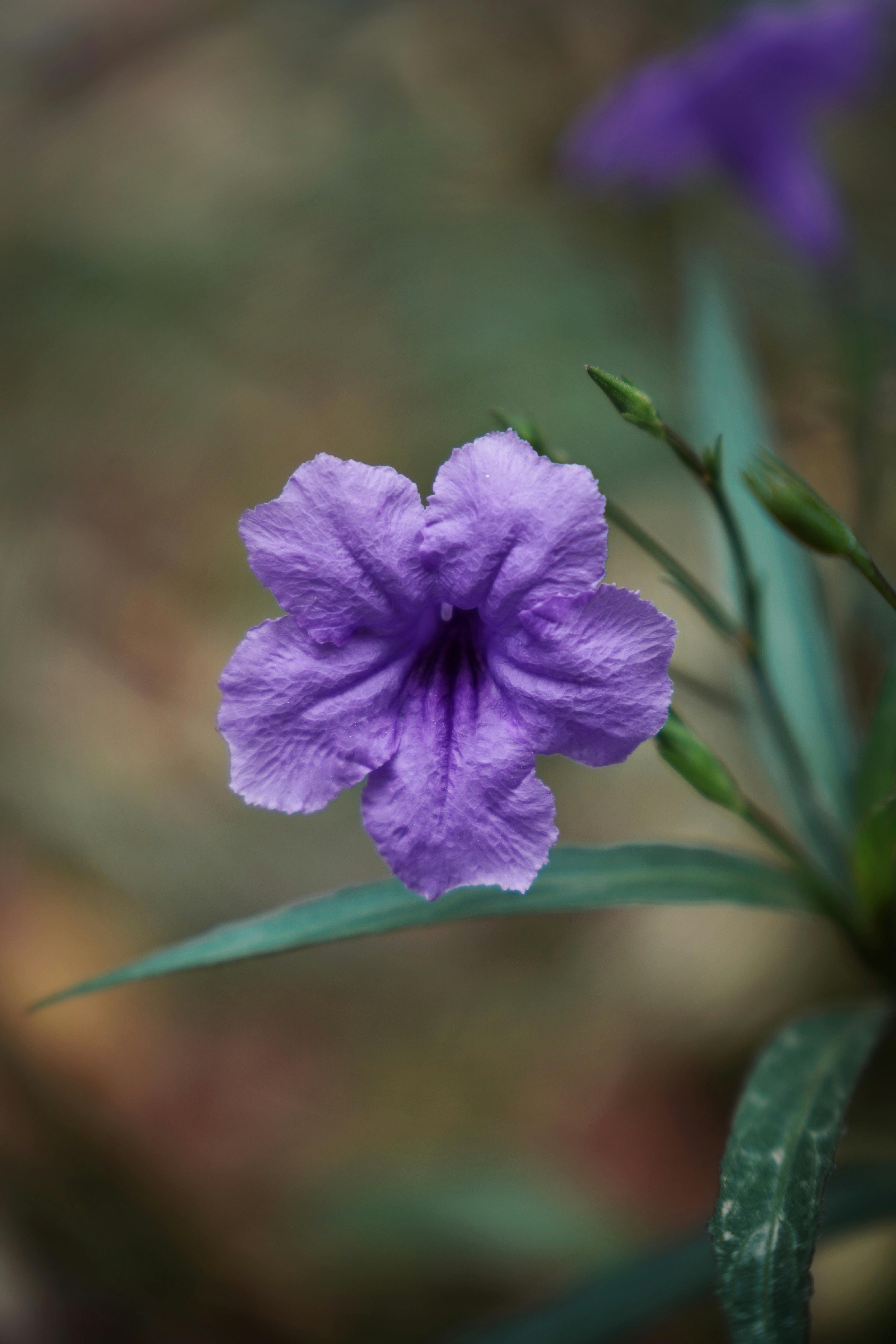 Purple Ruellia Flower Close-Up in Nature · Free Stock Photo