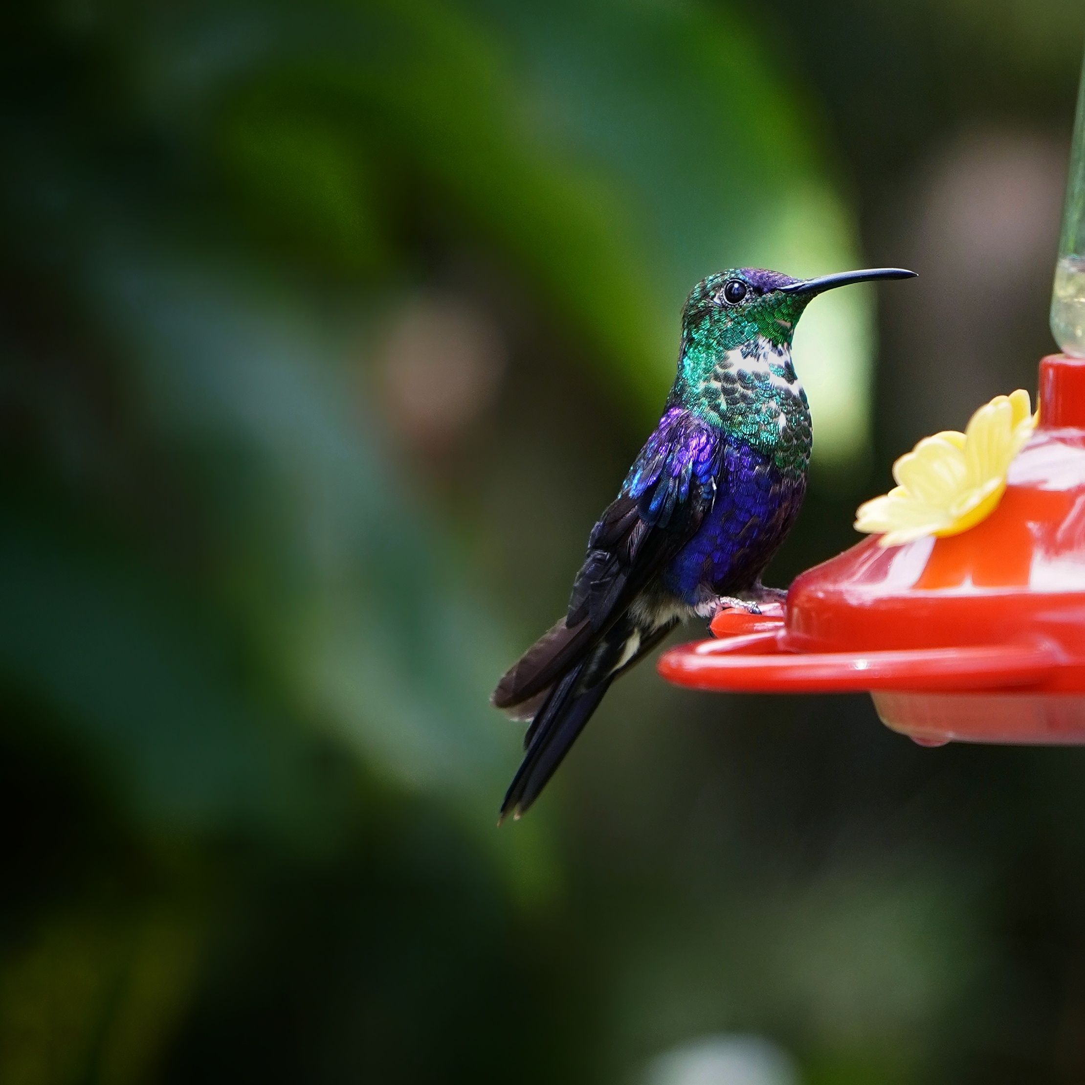 Iridescent Hummingbird on Feeder · Free Stock Photo