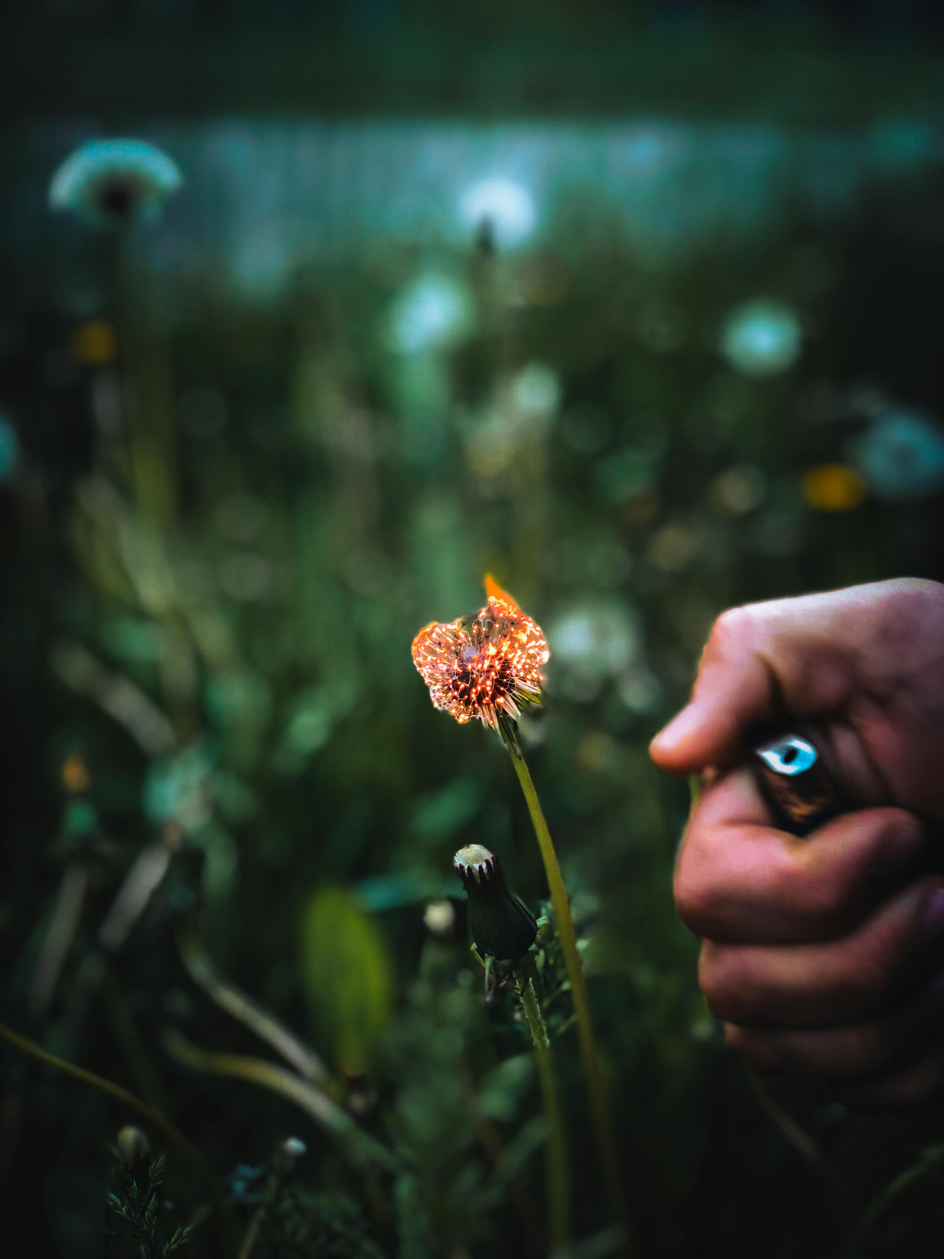 Flower On Fire · Free Stock Photo