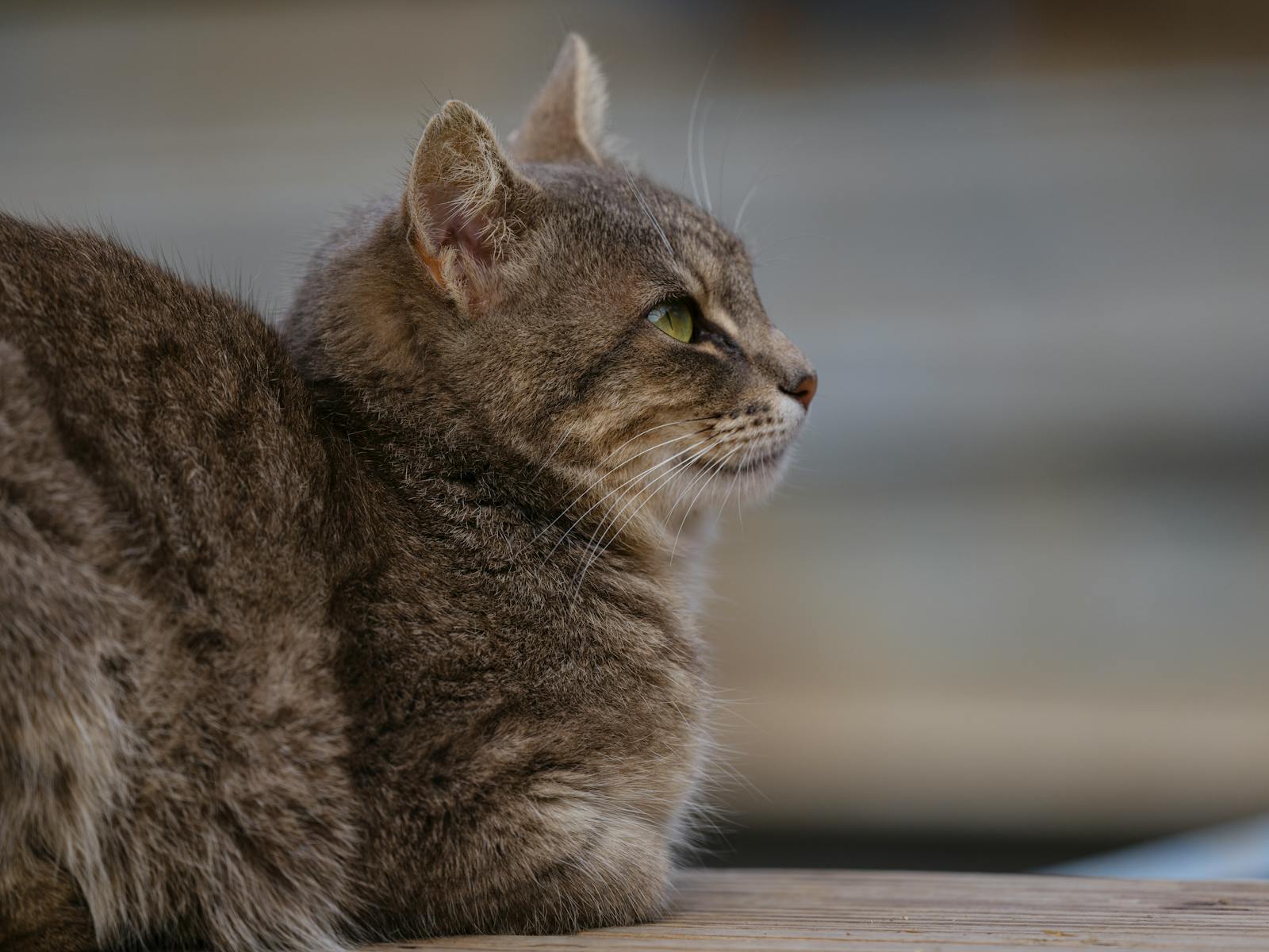 Cat Side Profile Photos, Download The BEST Free Cat Side Profile Stock ...