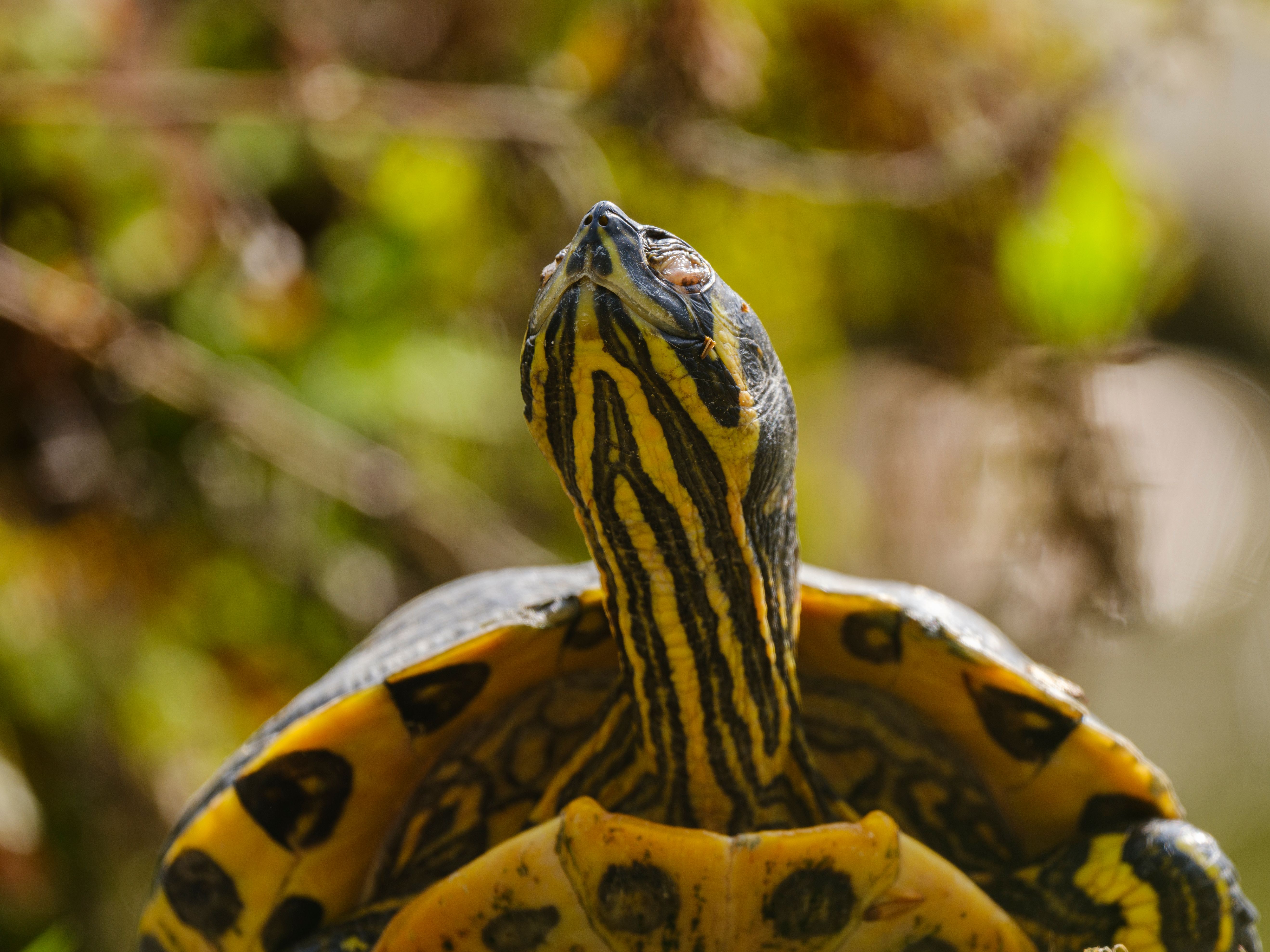 Primer Plano De Una Linda Tortuga · Foto de stock gratuita
