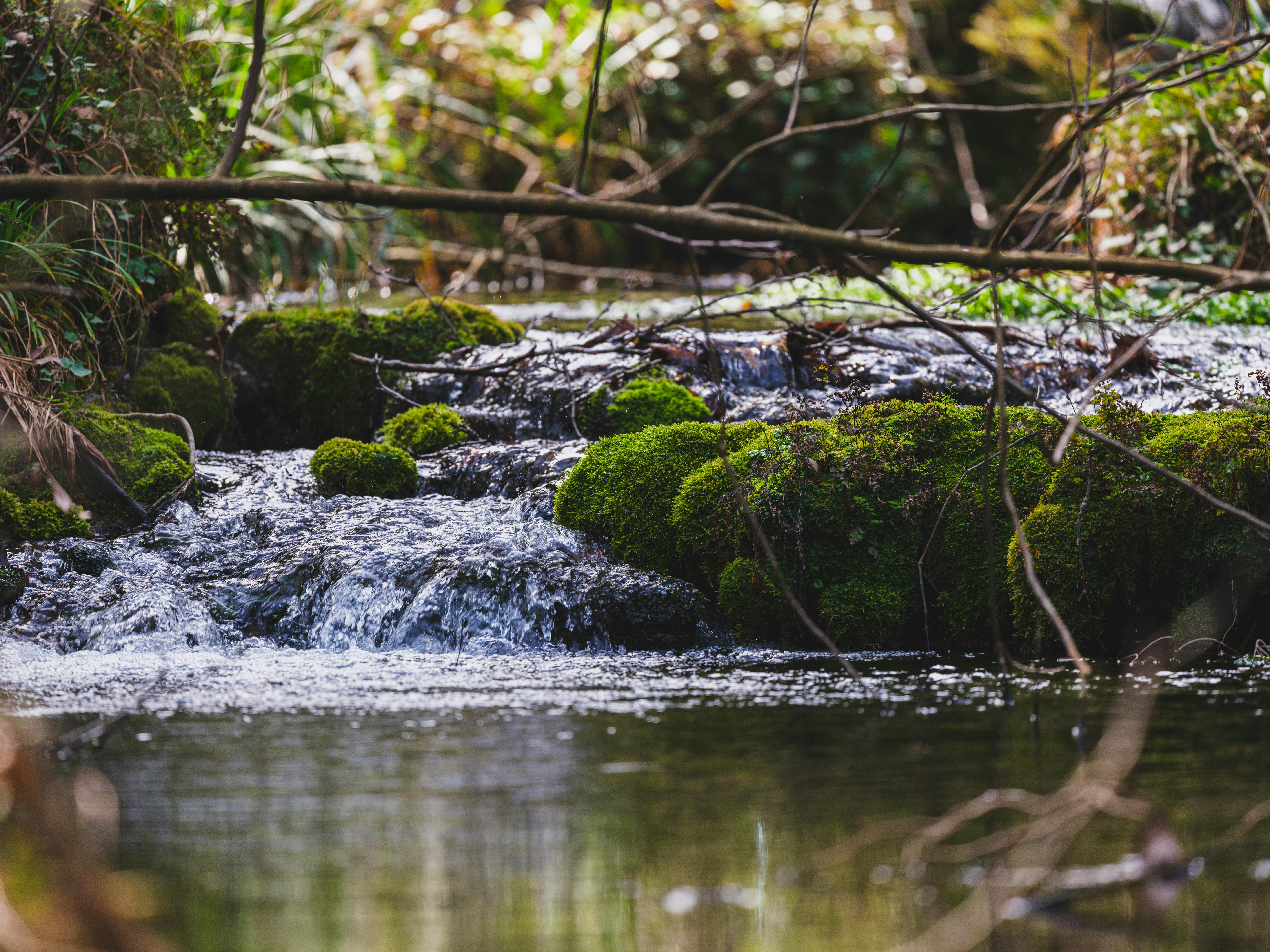 Serene Forest Stream Flowing Over Mossy Rocks · Free Stock Photo