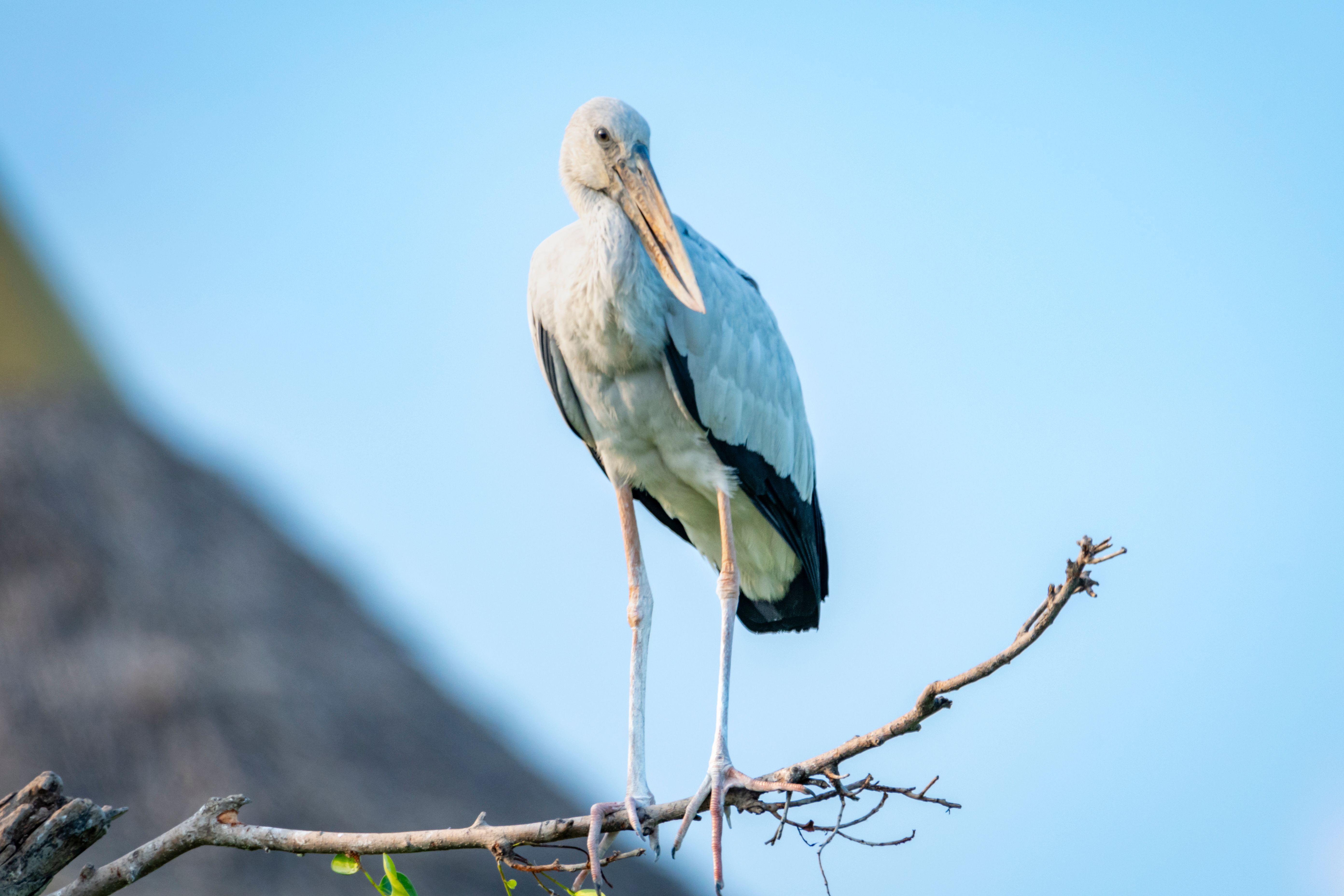 Asian Openbill Stork on Tree Branch in Natural Habitat · Free Stock Photo