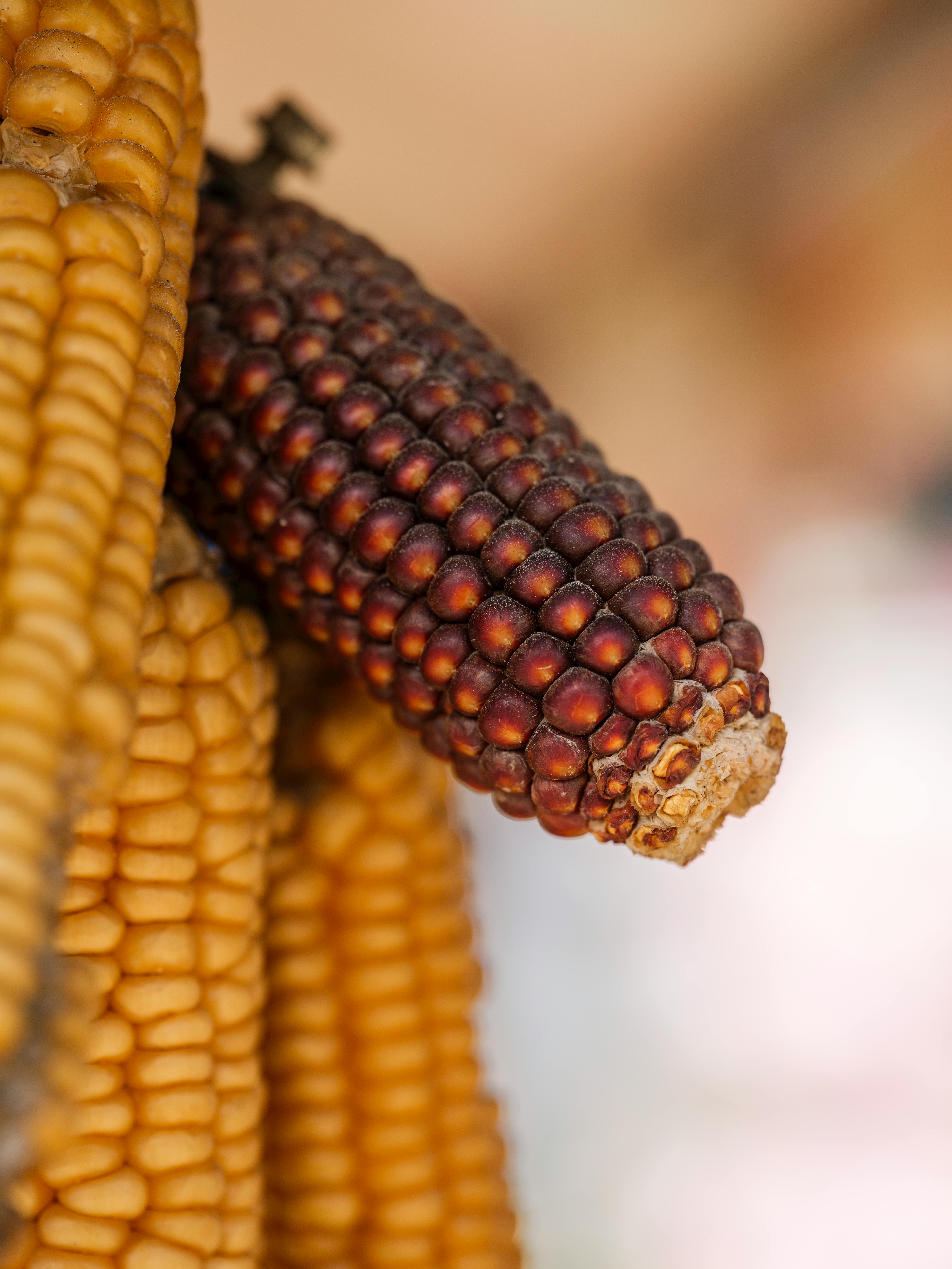 Close-up of Colorful Corn Cobs on Display · Free Stock Photo