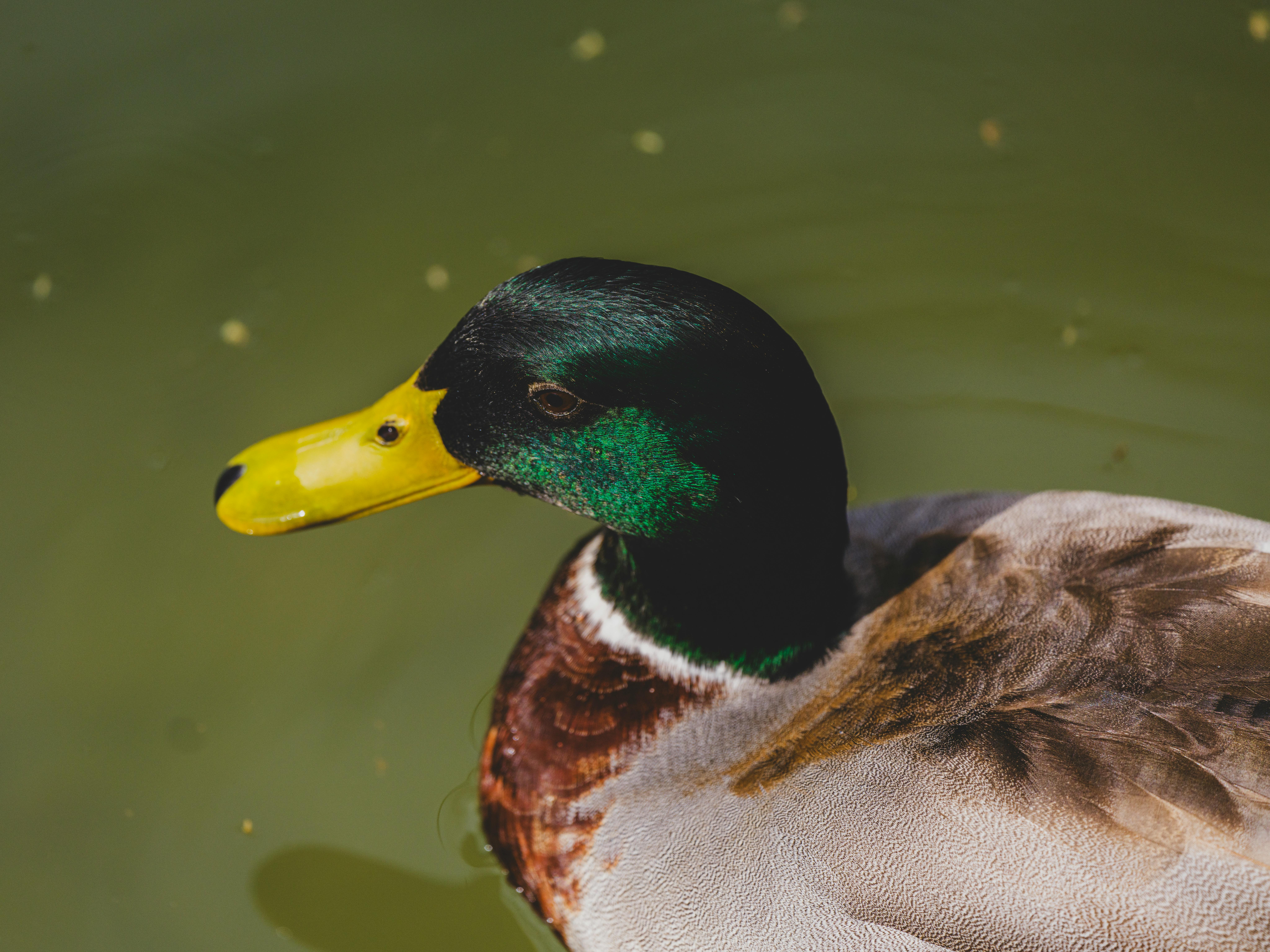 Beak Up Face Photos, Download The BEST Free Beak Up Face Stock Photos ...