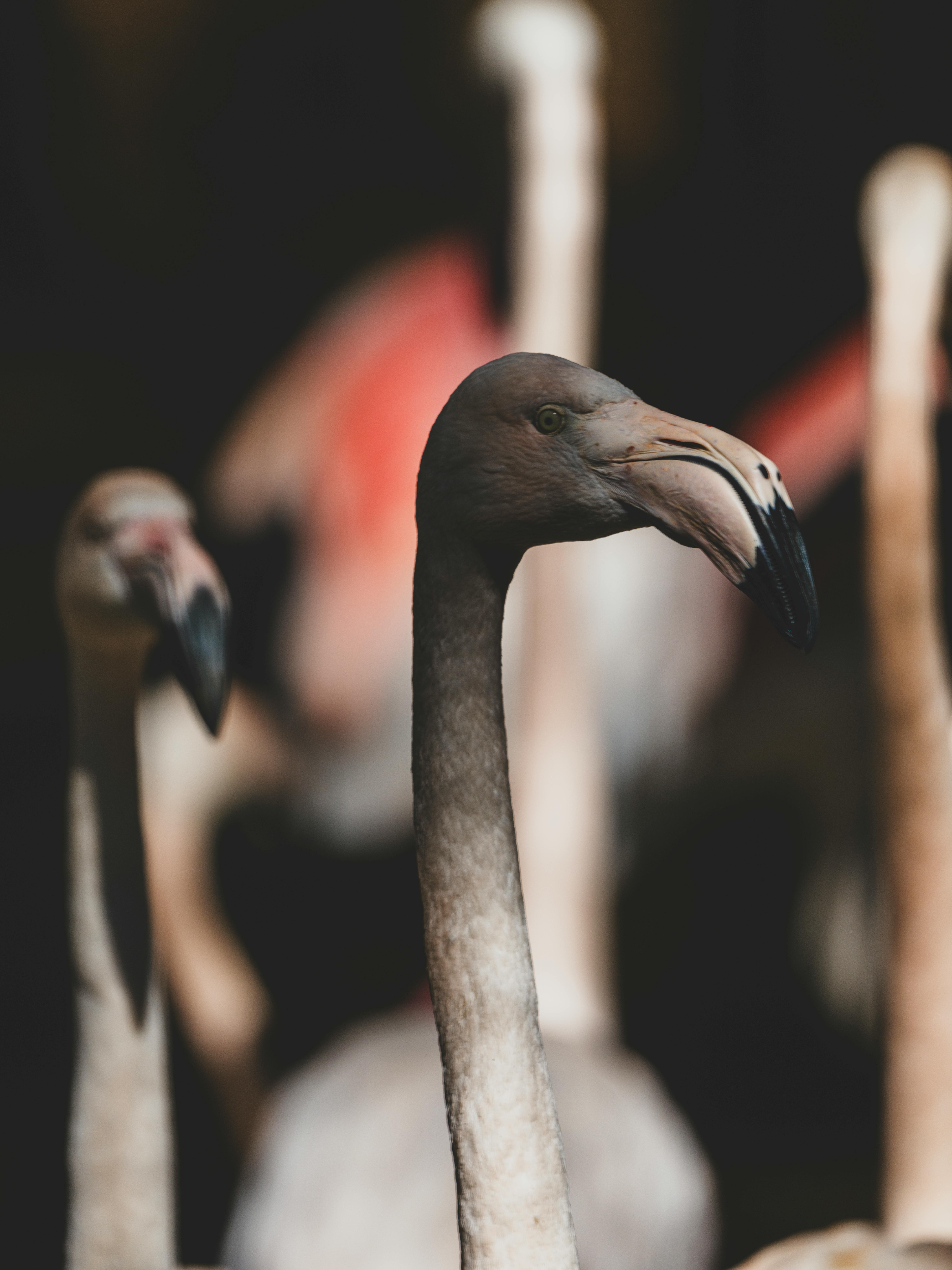 Flamingo Standing Photos, Download The BEST Free Flamingo Standing ...