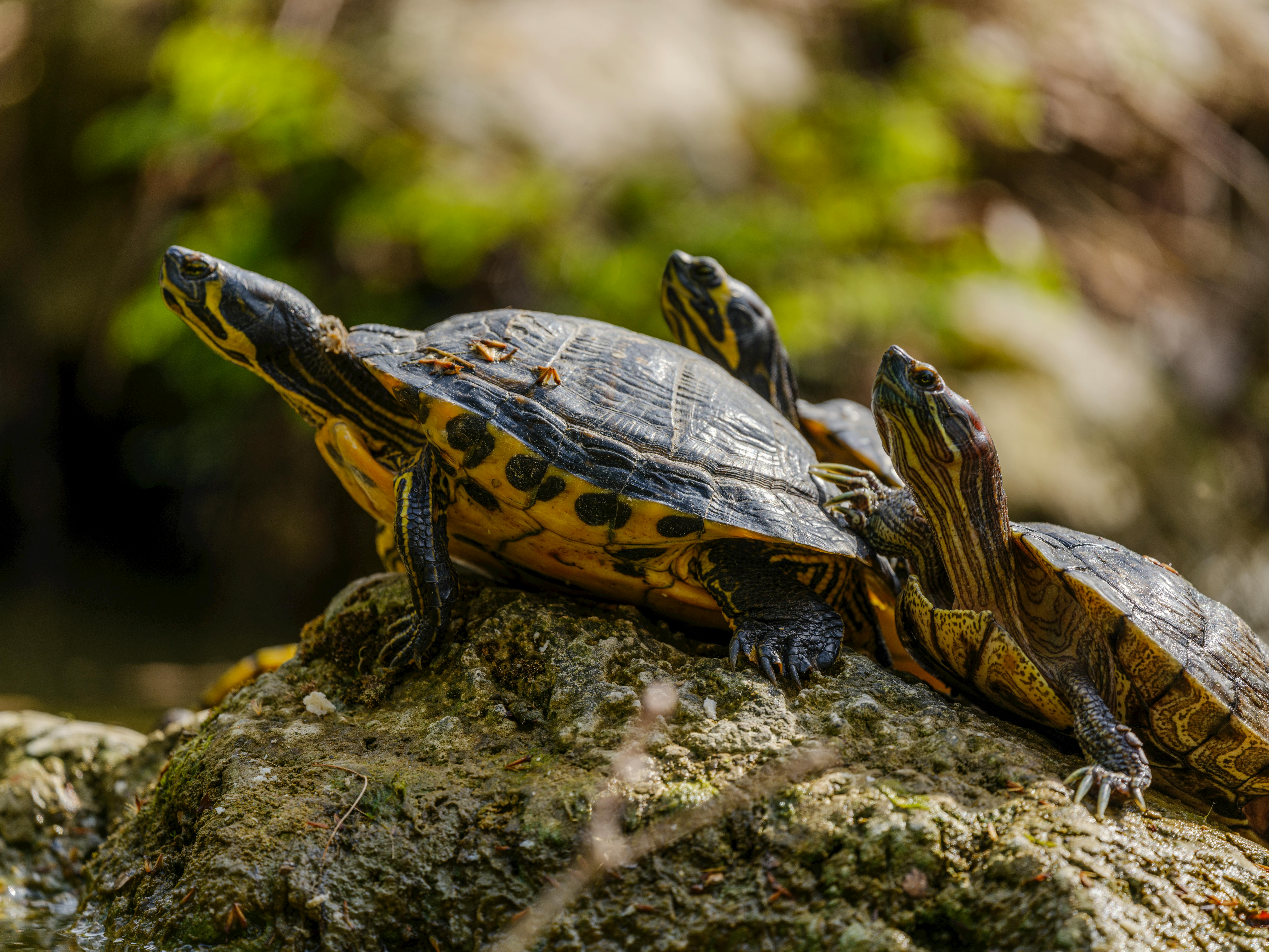 Basking Turtles on a Sunny Rock in Nature · Free Stock Photo