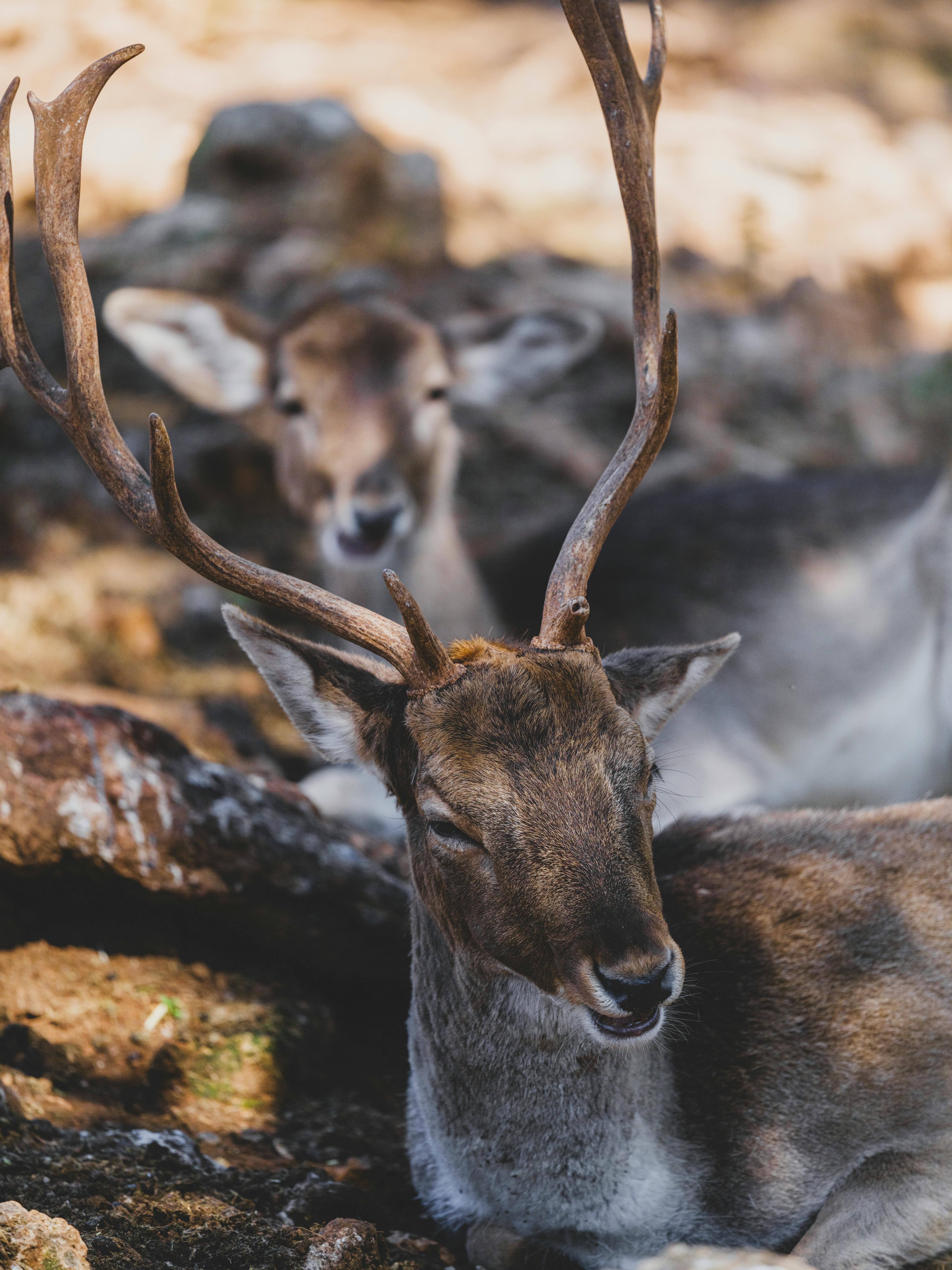 Majestic Deer Relaxing in the Forest · Free Stock Photo