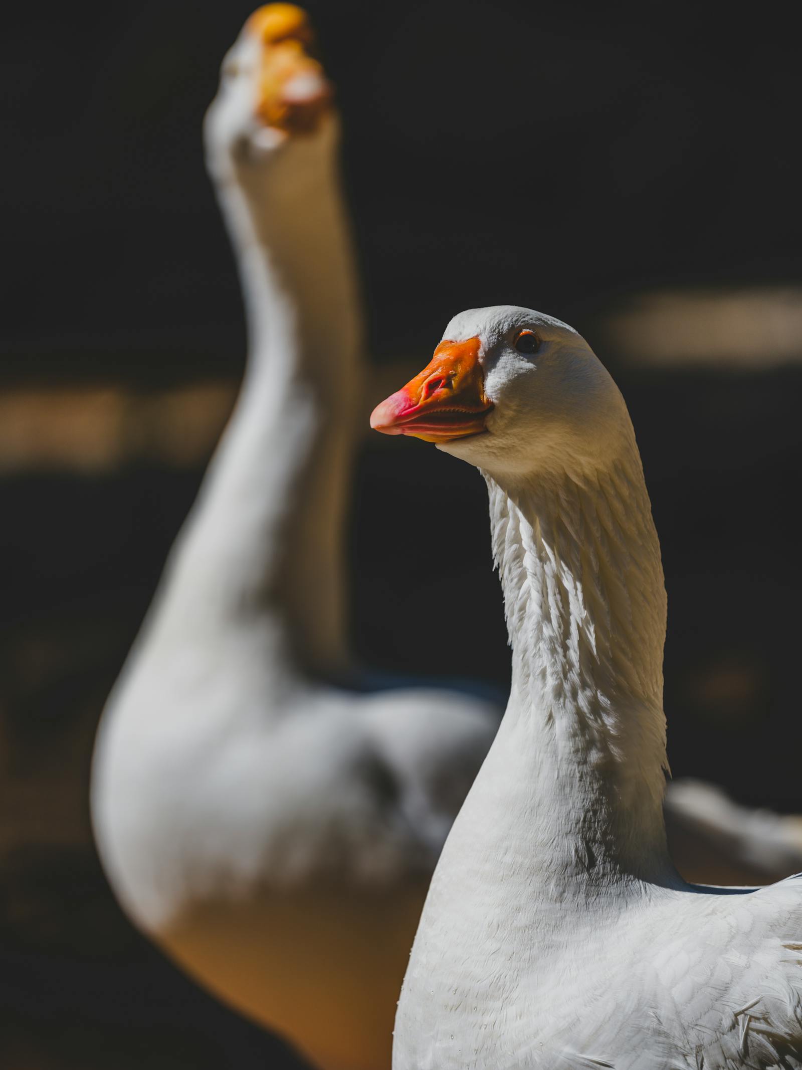 Geese Photos, Download The BEST Free Geese Stock Photos & HD Images