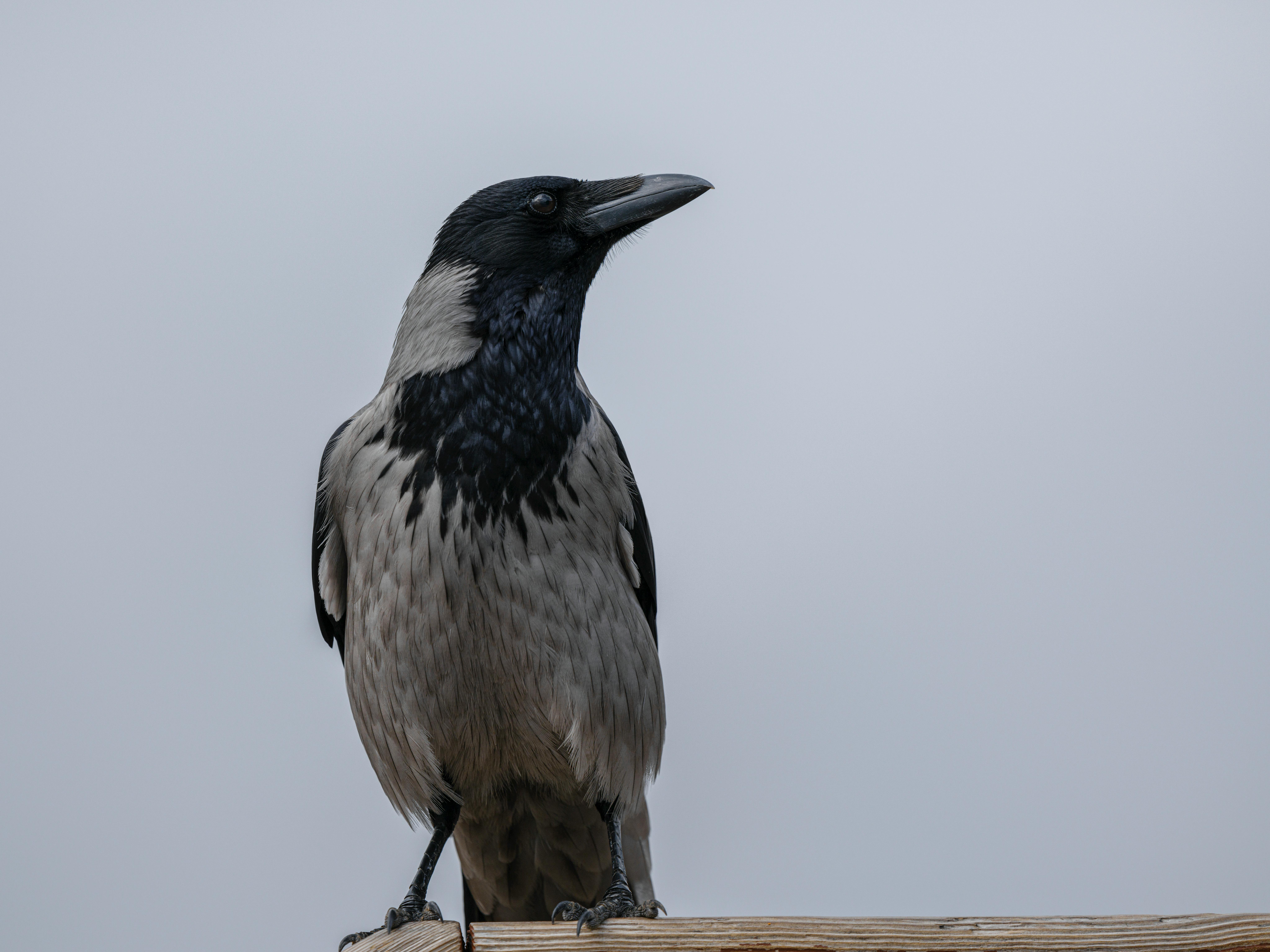 400+ melhores imagens de Cemetary, Ravens · Download 100% grátis ...