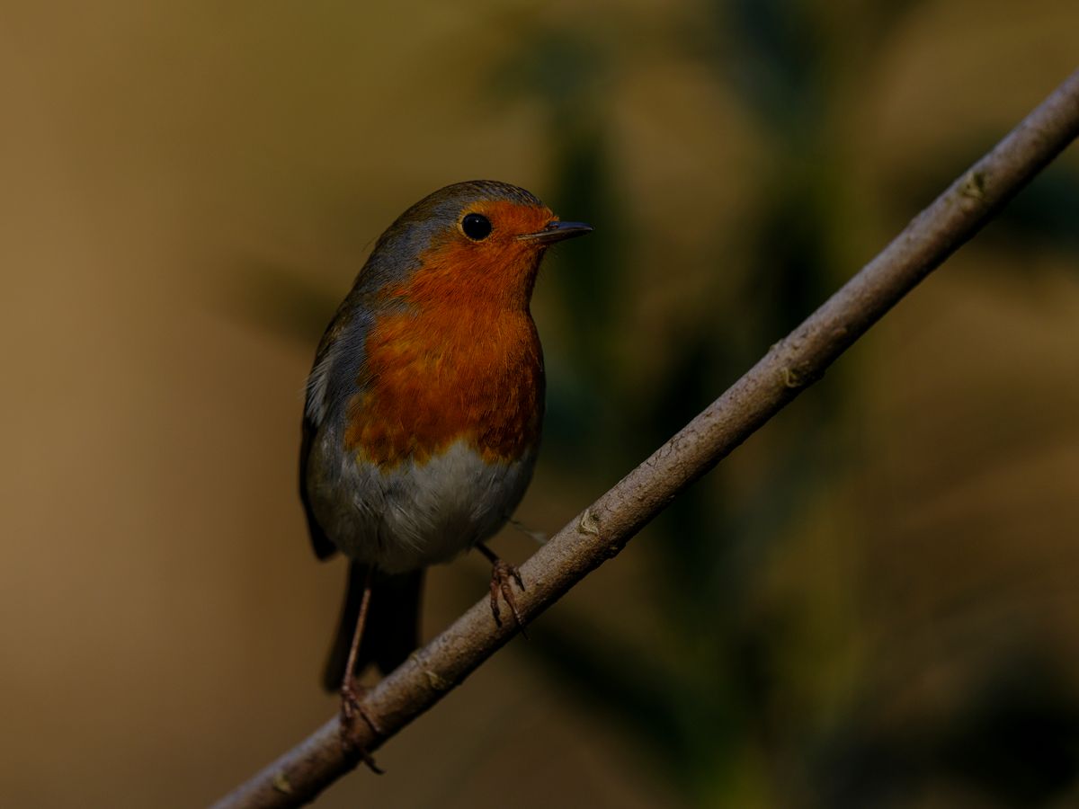 Red Robins Bird Photos, Download The BEST Free Red Robins Bird Stock ...