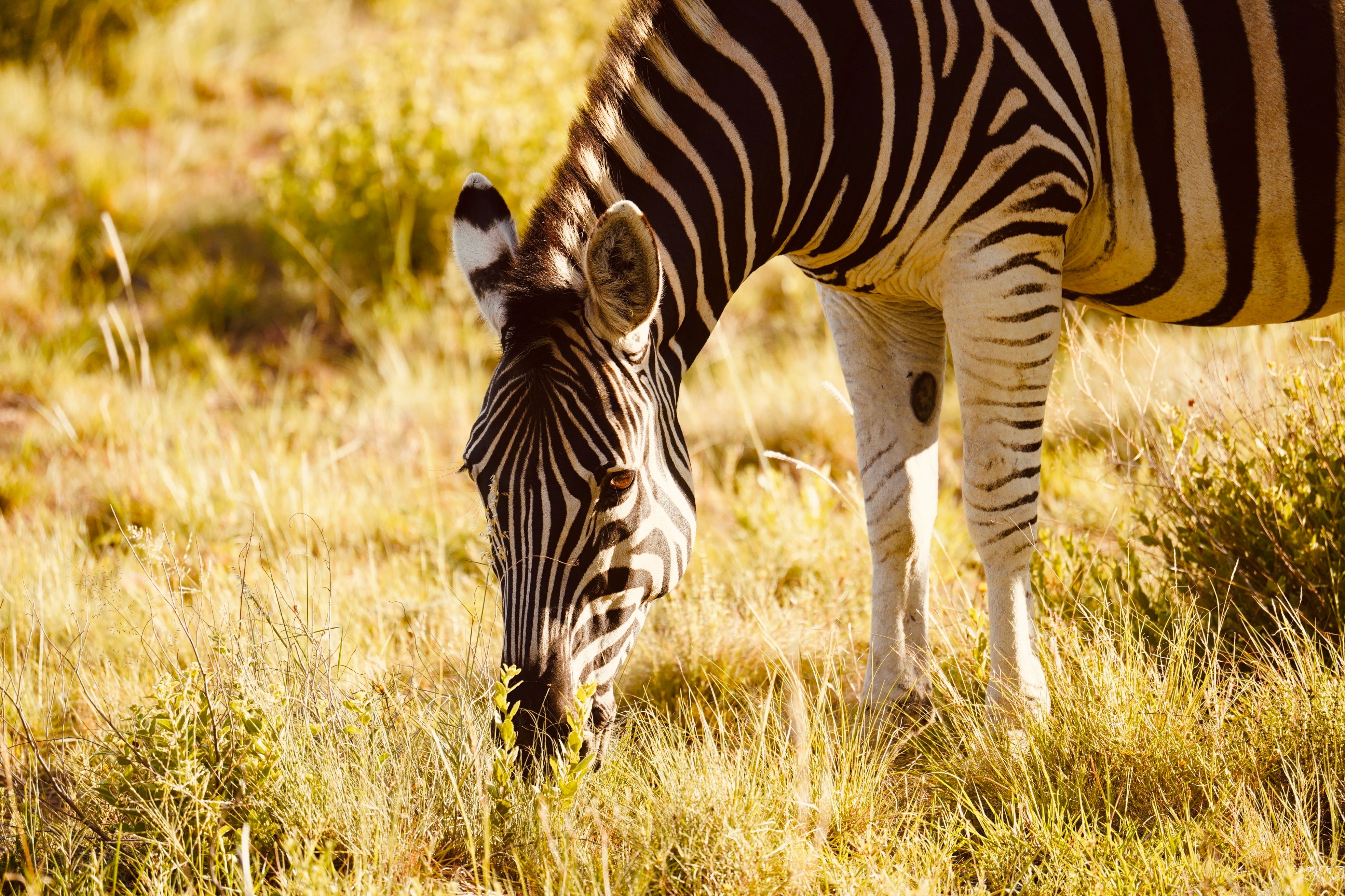 Fauna Selvatica Africana Leon Wikipedia, Le Encyclopedia Libere