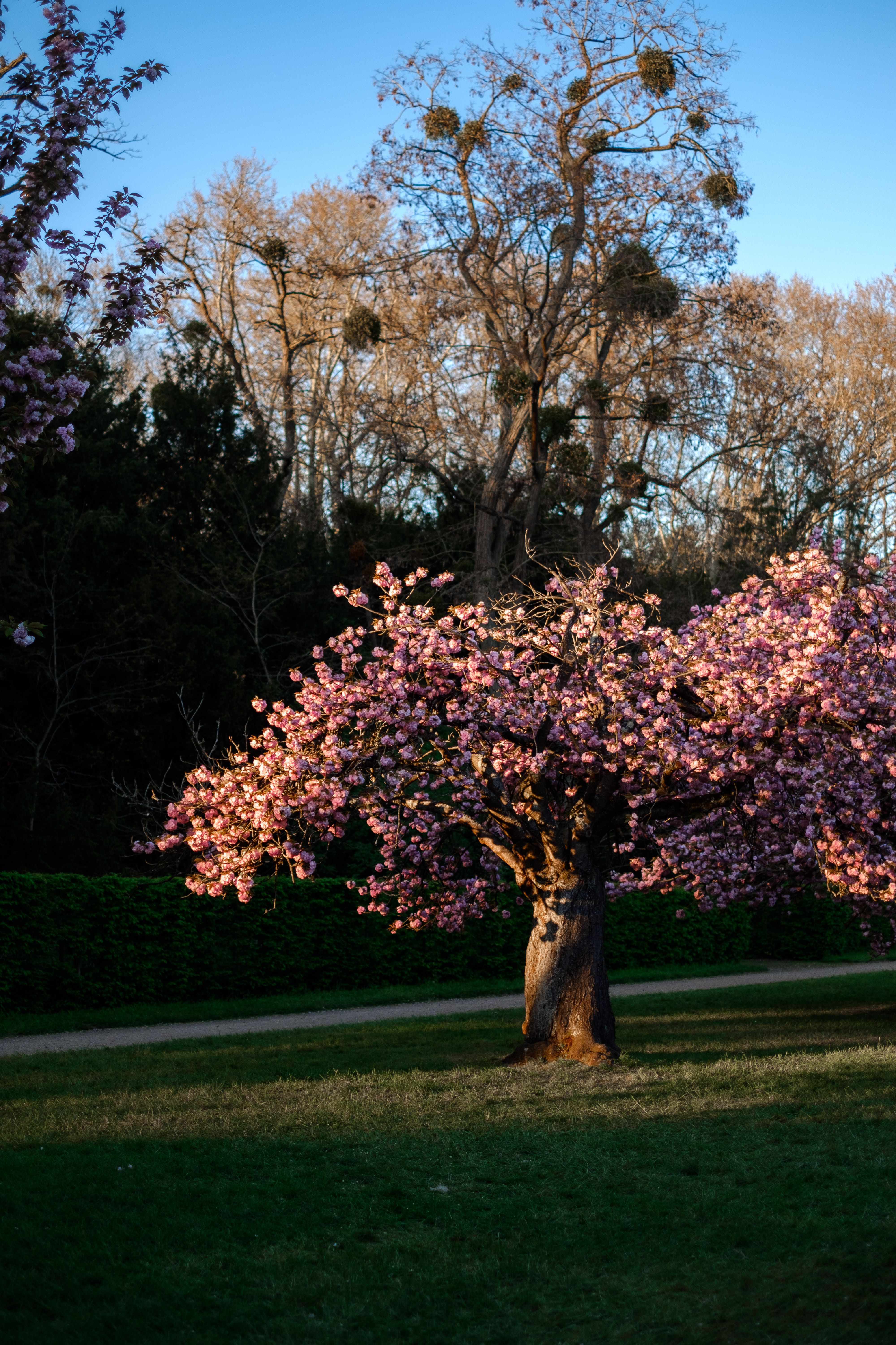 Cherry Blossom Tree in Full Spring Bloom · Free Stock Photo