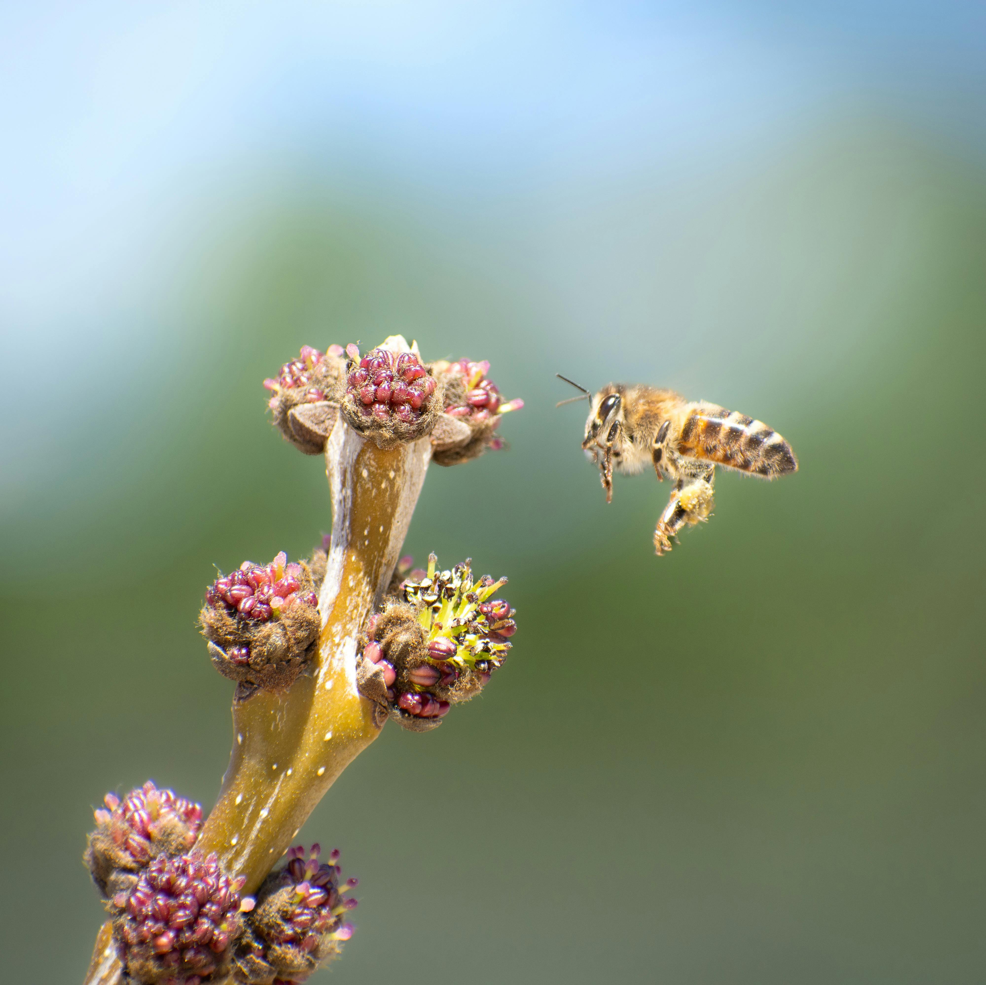 Plant Micro Photos, Download The BEST Free Plant Micro Stock Photos ...