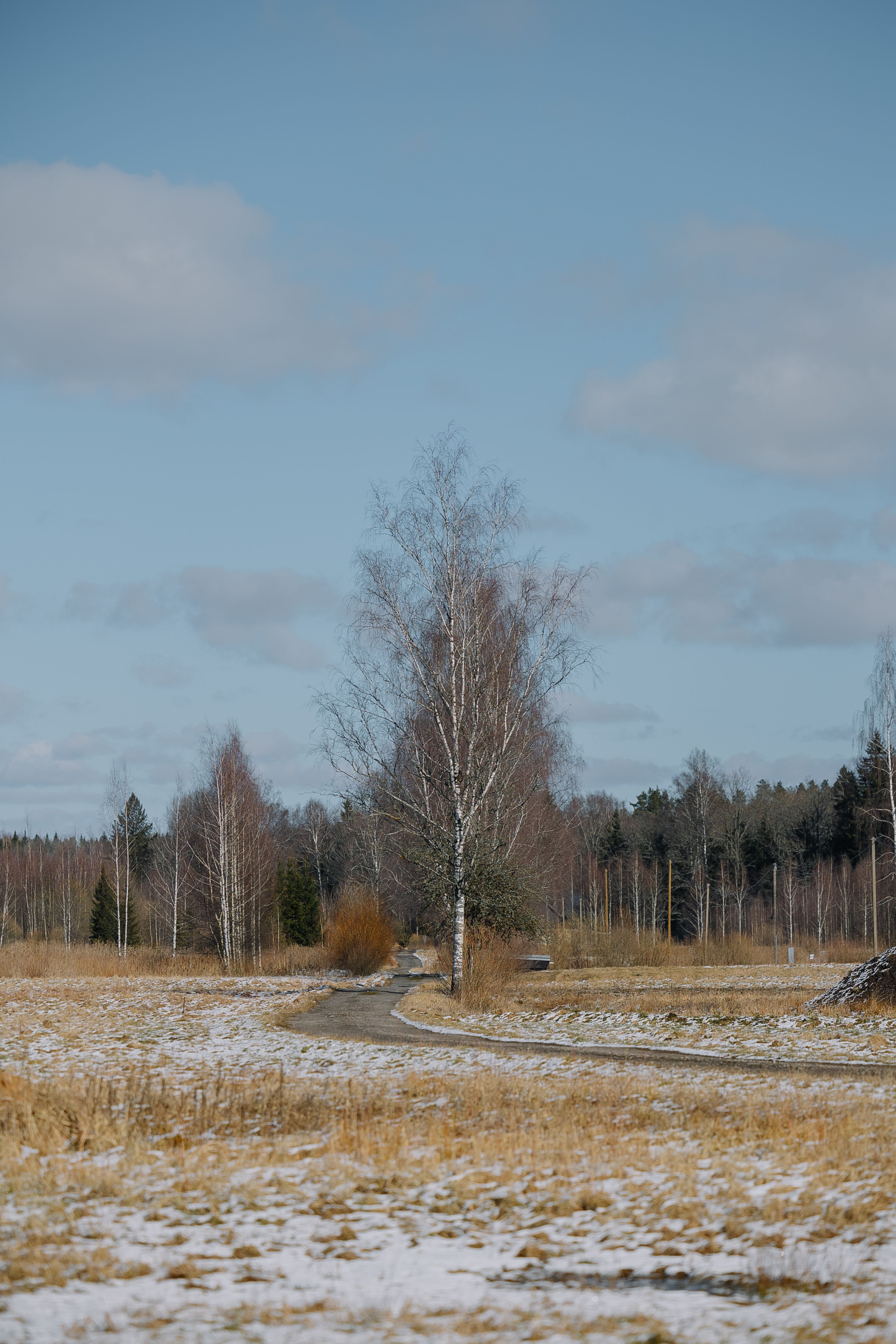 Snowy Winter Landscape with Bare Trees · Free Stock Photo