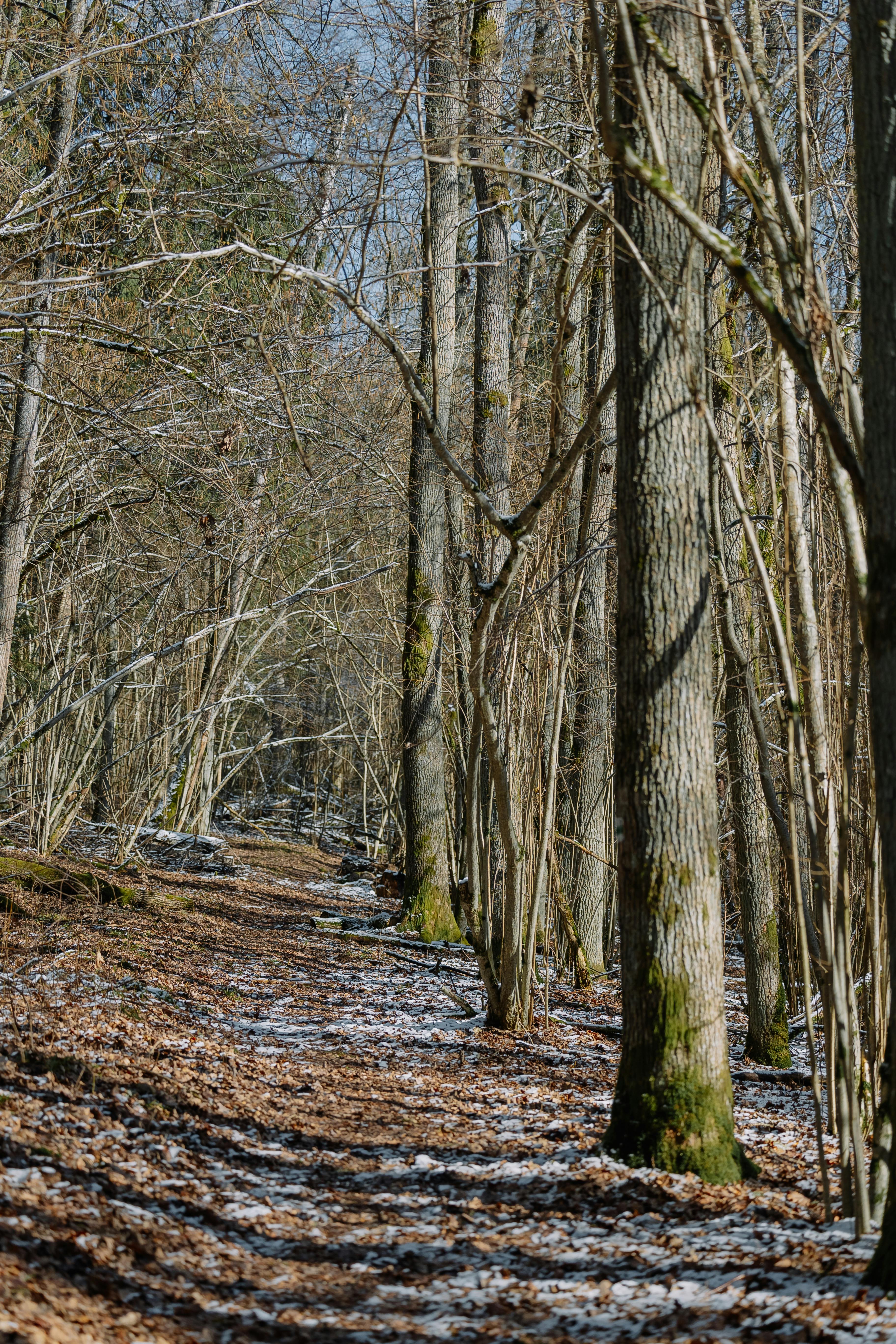 Peaceful Winter Forest Pathway Scene · Free Stock Photo