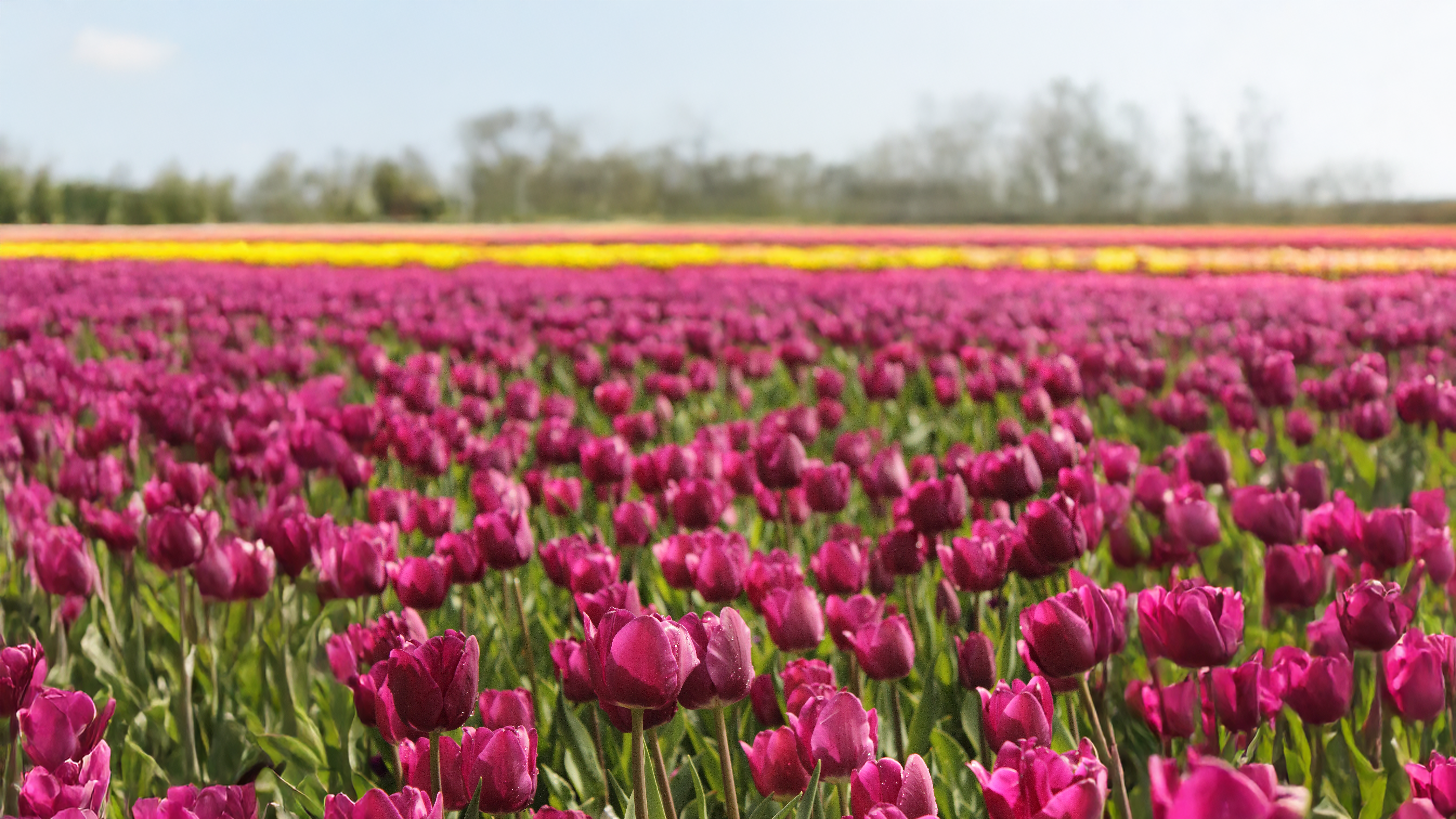 Vibrant Spring Tulip Field in Full Bloom · Free Stock Photo