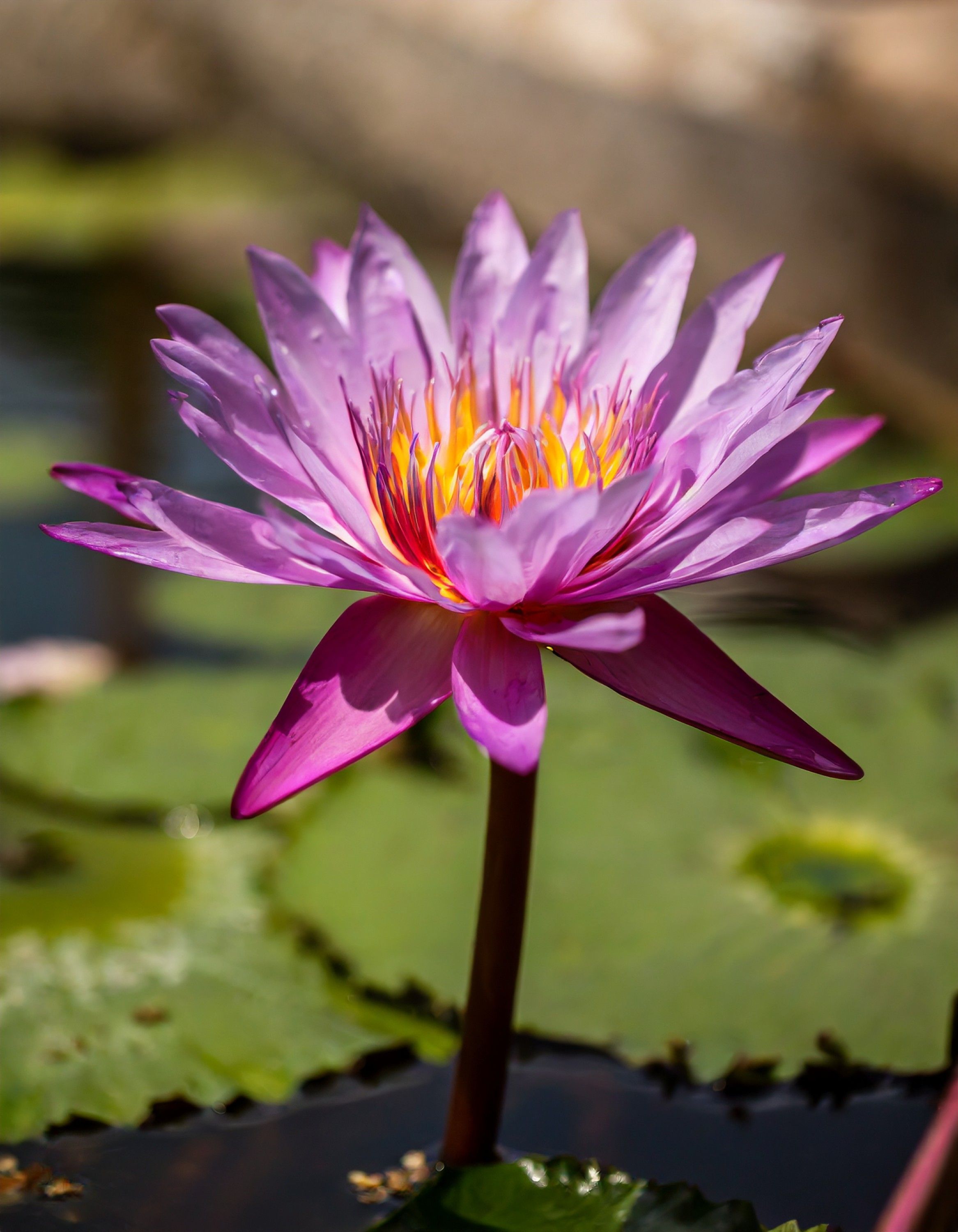 Nenúfar Rosa Vibrante Em Um Lago Sereno · Foto profissional gratuita