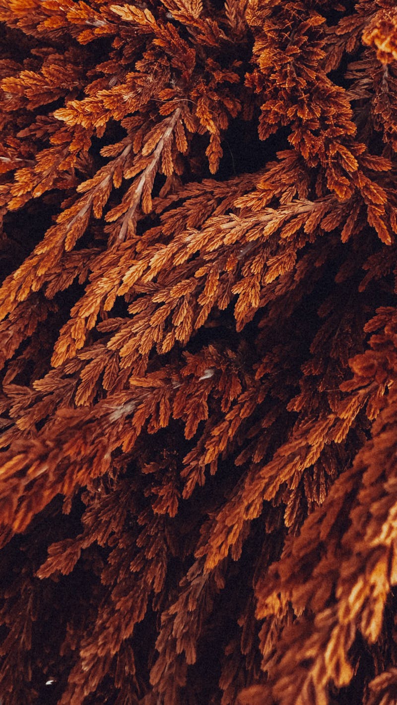 Plant Texture Photos, Download The BEST Free Plant Texture Stock Photos ...